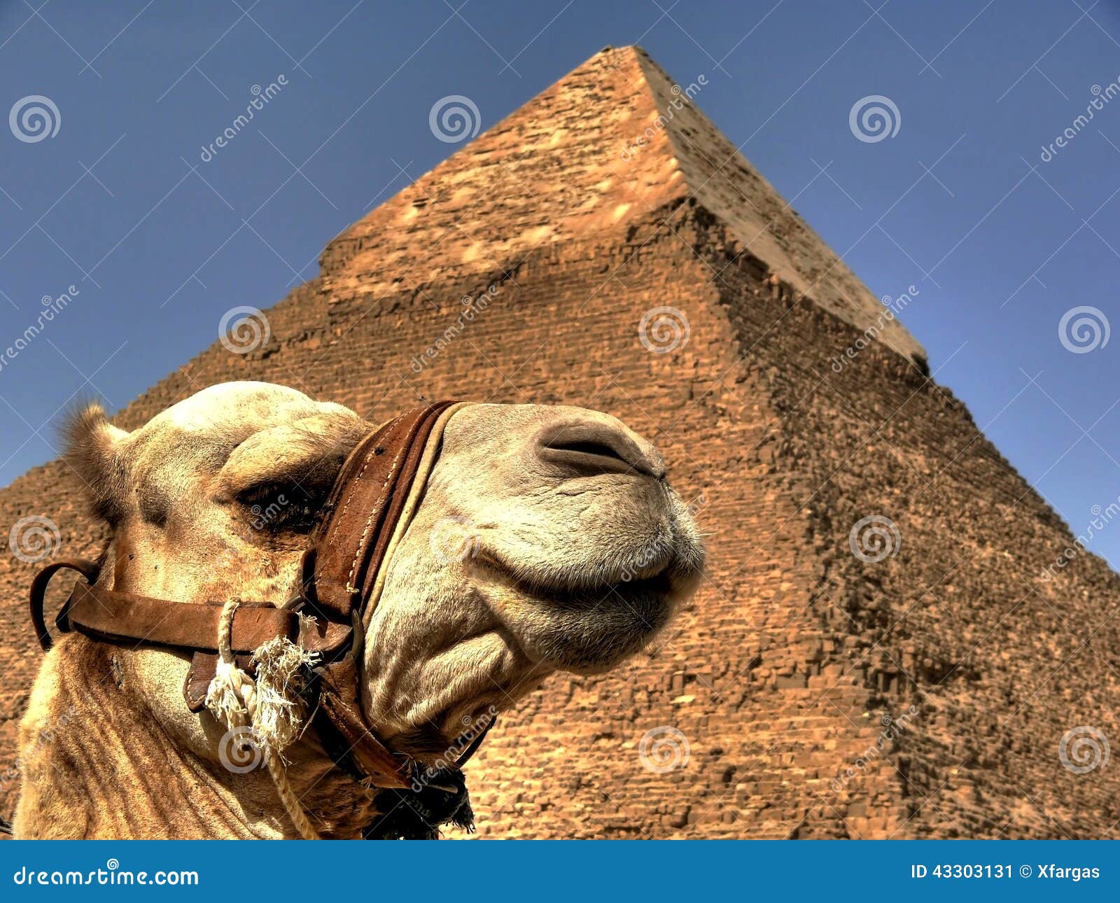Camel and pyramid stock image. Image of pyramid, animal - 43303131