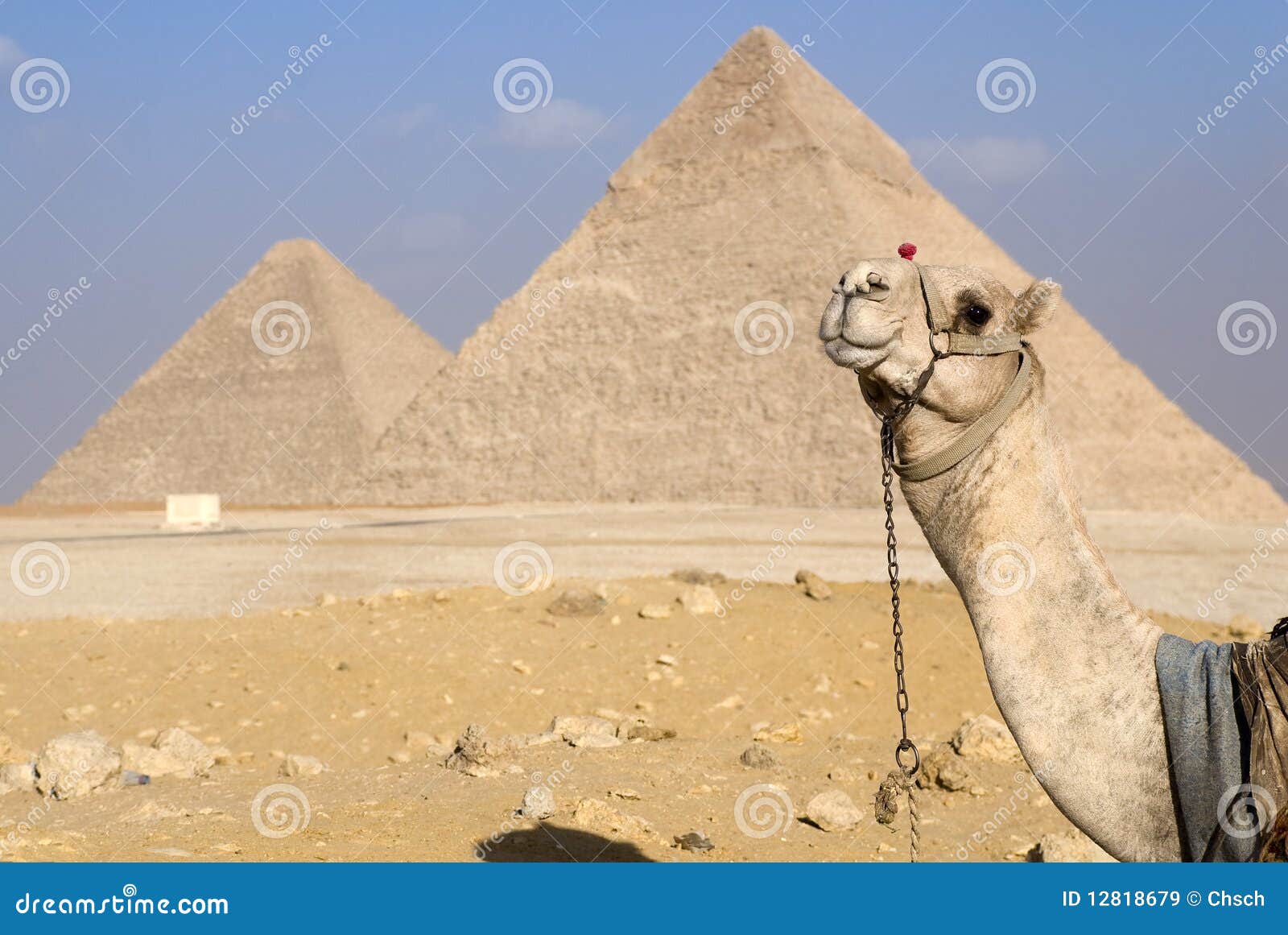Camel and the pyramids stock image. Image of giza, architecture - 12818679