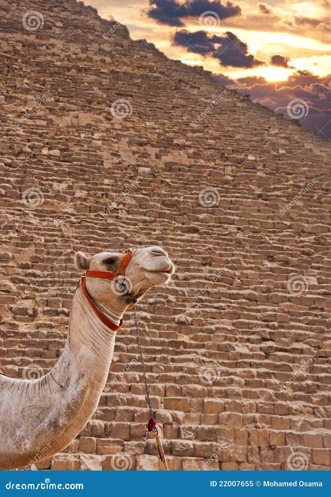 Camel and Pyramids stock image. Image of cairo, camel - 22007655