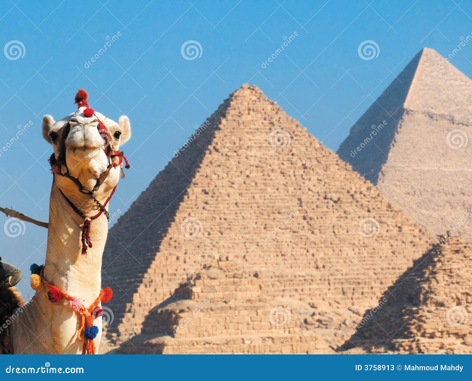 Camel and pyramids stock image. Image of black, pyramids - 3758913