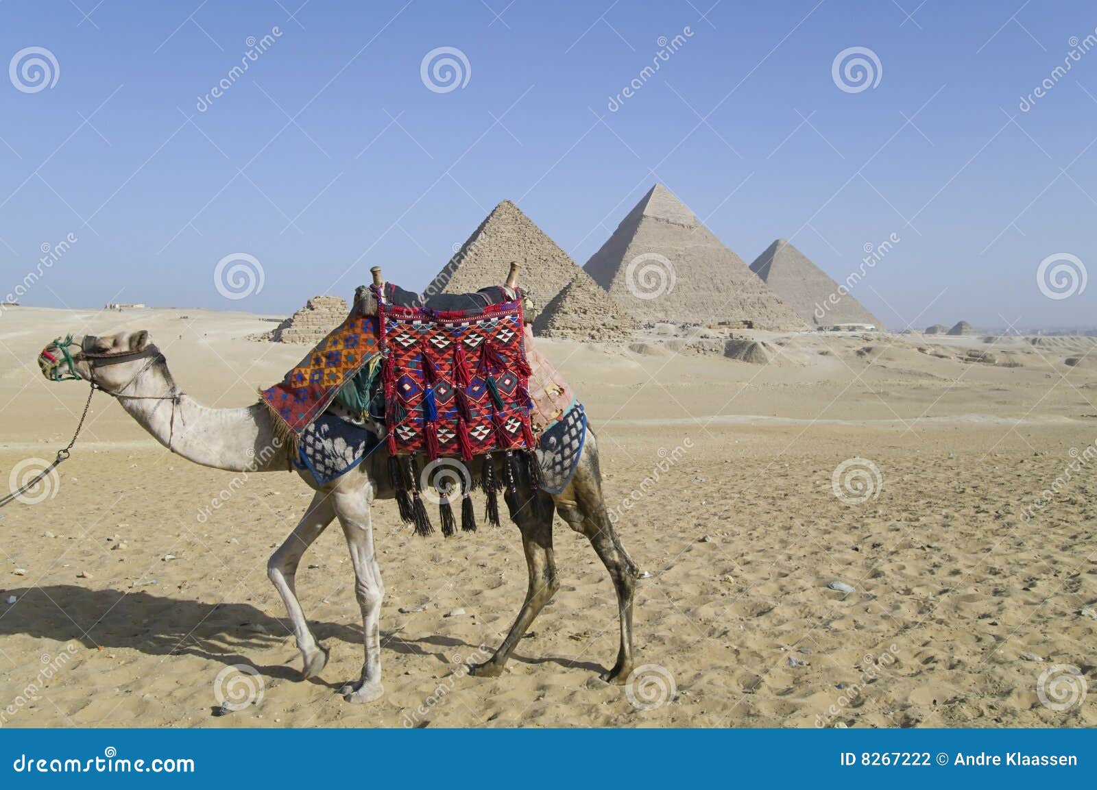 Camel and pyramids stock photo. Image of khufu, grave - 8267222