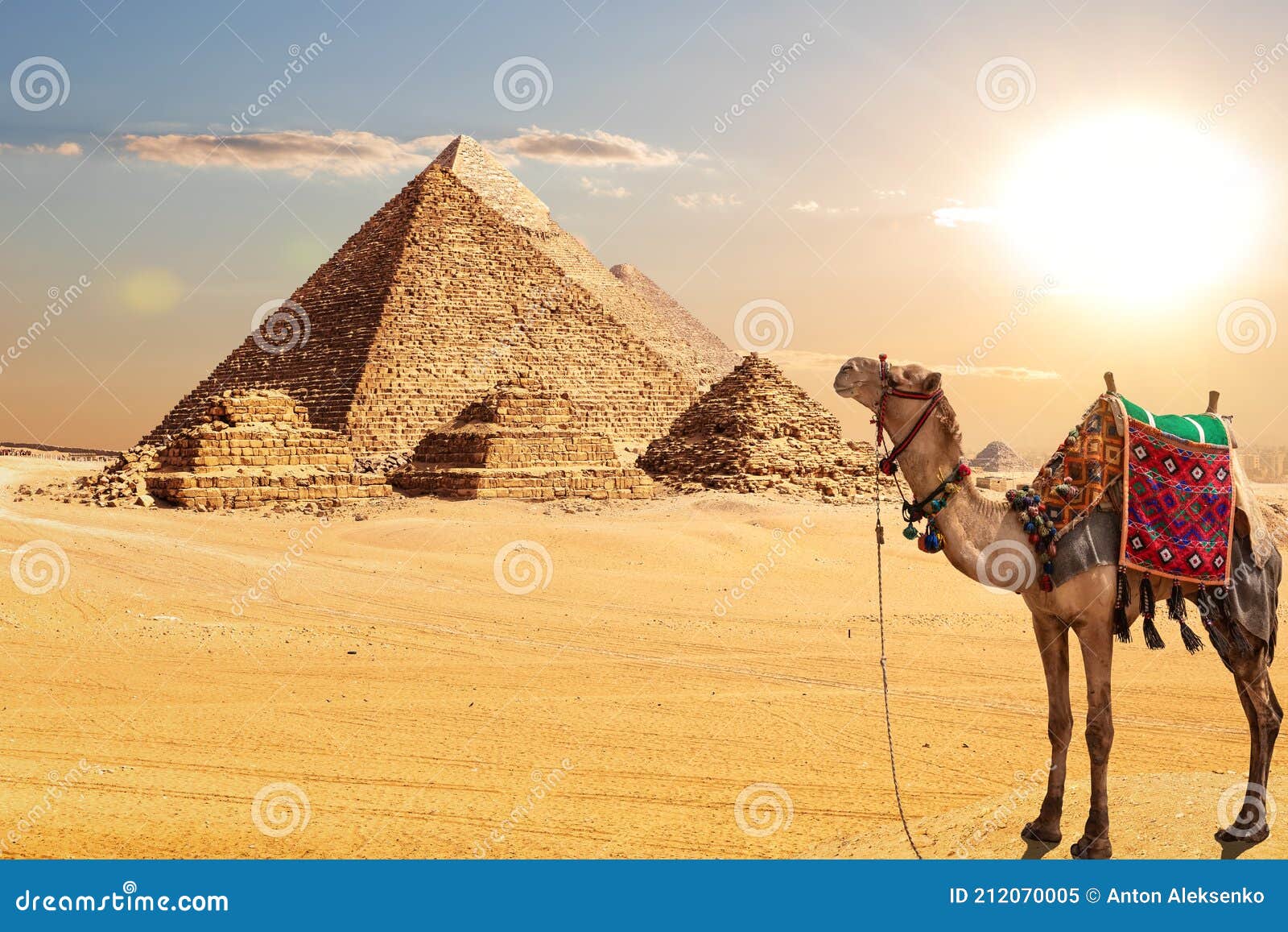 A Camel by the Pyramids of Egypt in the Desert of Giza Stock Image ...