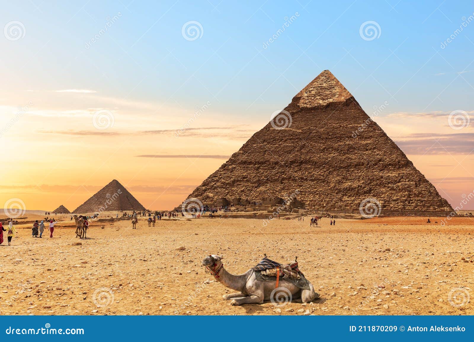 A Camel by the Pyramids of Egypt, Giza Stock Image - Image of ...