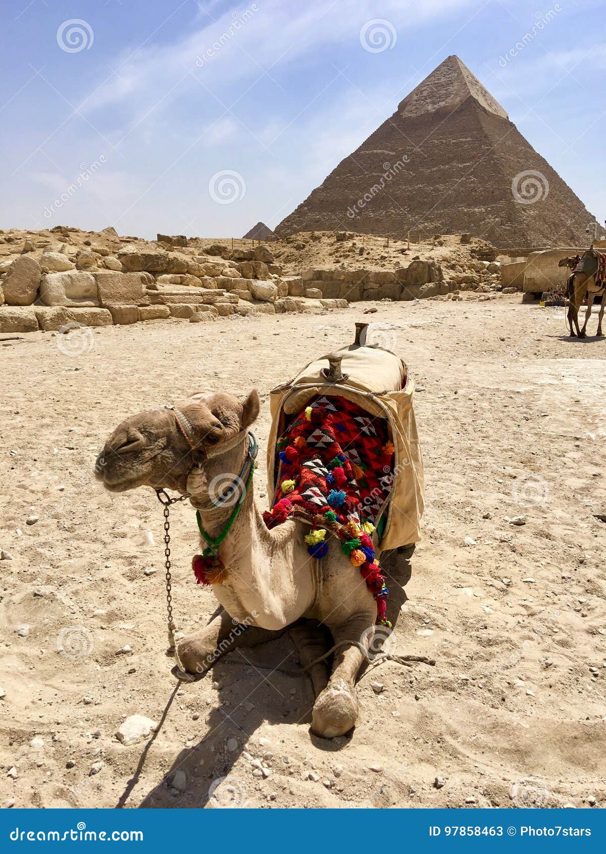 Camel And Great Pyramid Of Giza Royalty-Free Stock Image ...
