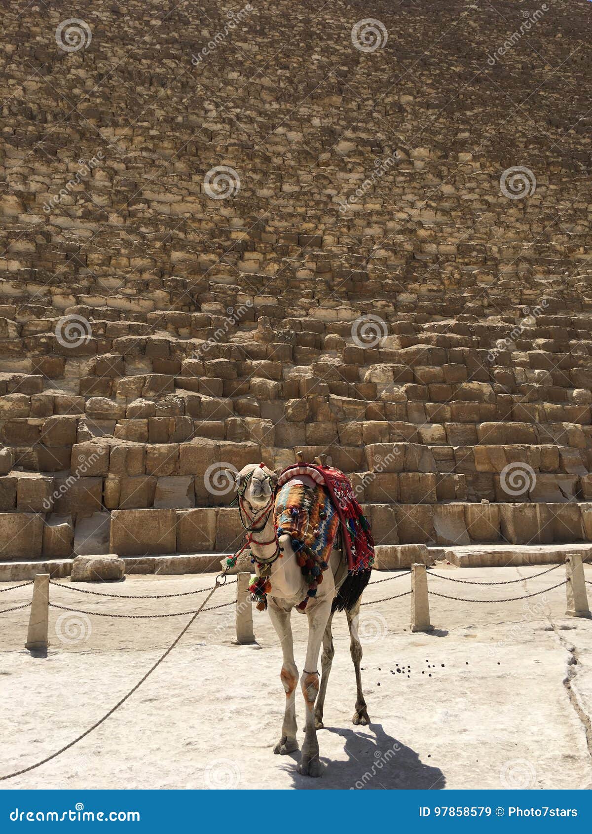 Camel And Great Pyramid Of Giza Royalty-Free Stock Photography ...
