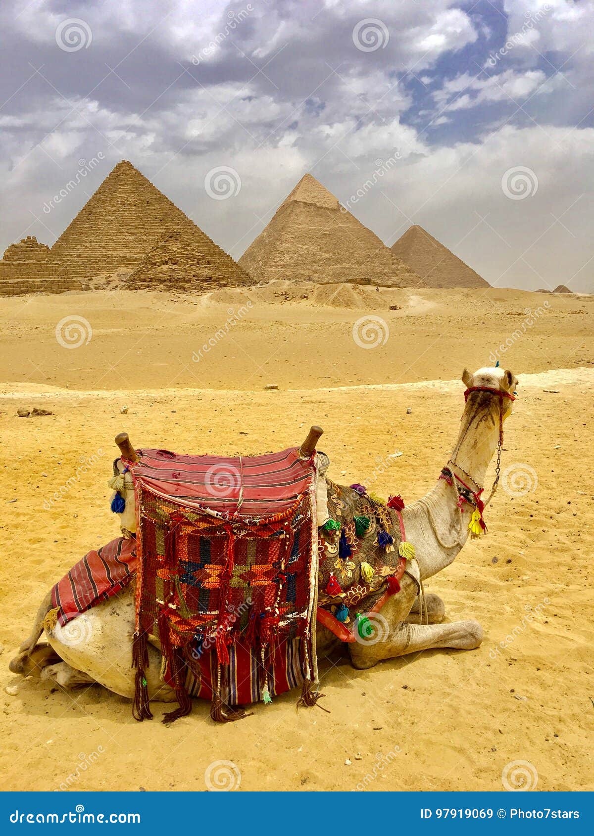 Camel And Great Pyramid Of Giza Royalty-Free Stock Photography ...