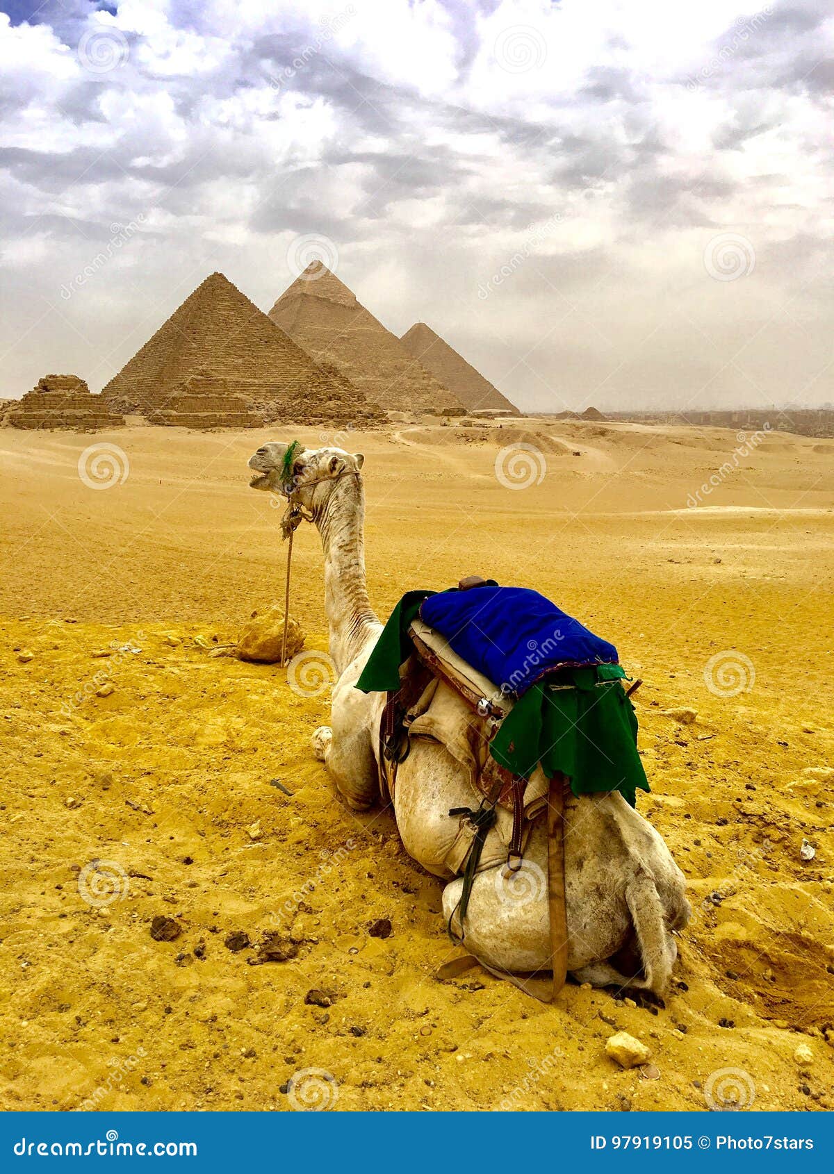 Camel And Great Pyramid Of Giza Royalty-Free Stock Photography ...