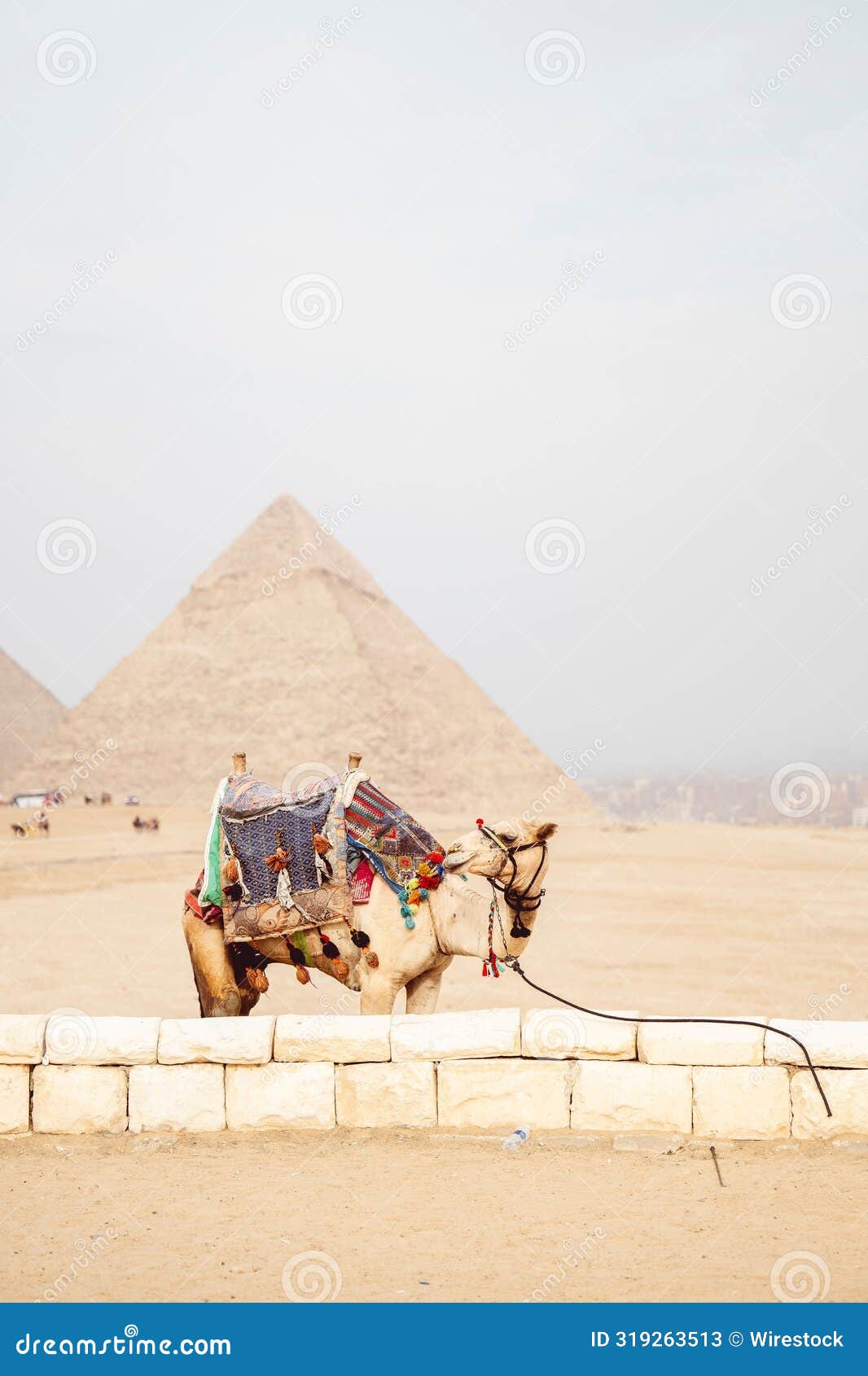 Camel and Pyramids of Giza Near Desert Wall Stock Image - Image of ...