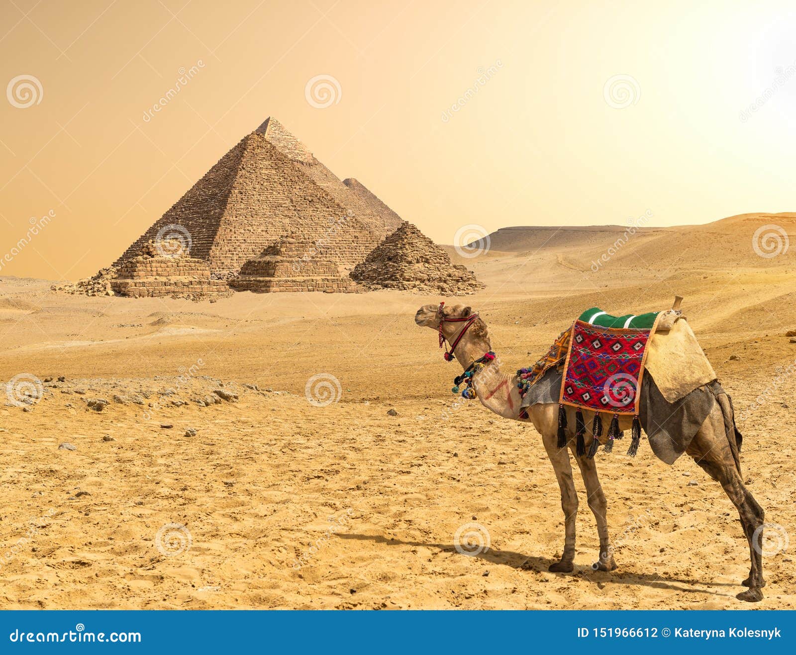 Camel and Pyramids in a Row Stock Photo - Image of khafre, heritage ...