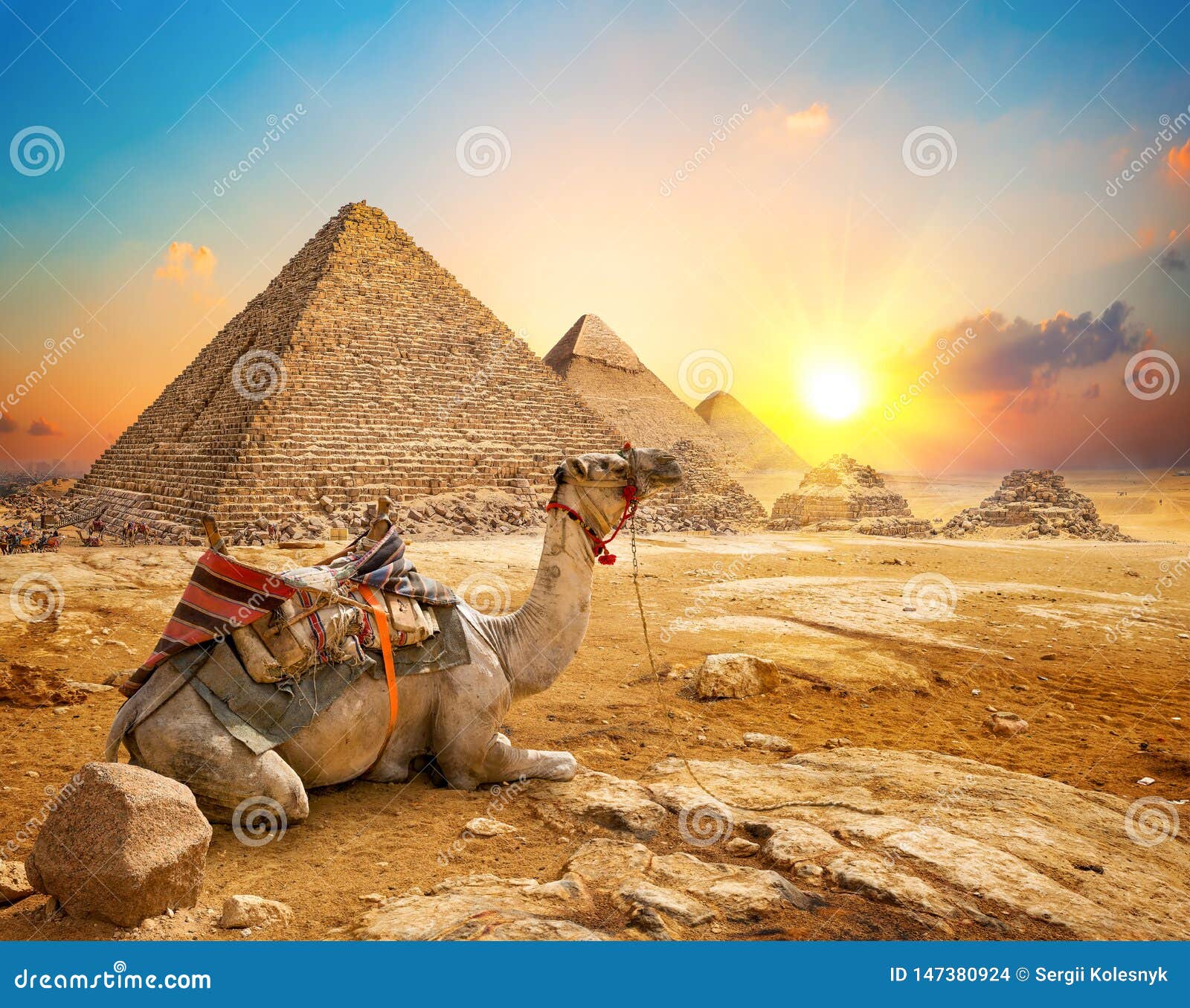 Camel and pyramids stock photo. Image of journey, eastern - 147380924