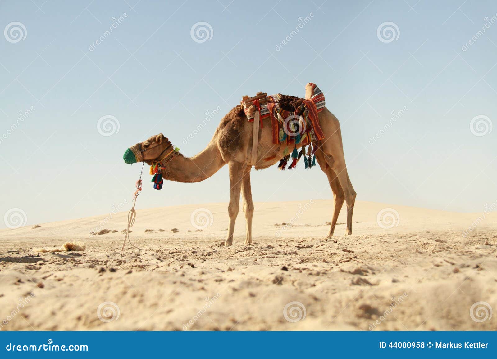 Camel in Arabian Desert stock photo. Image of dromedary - 44000958