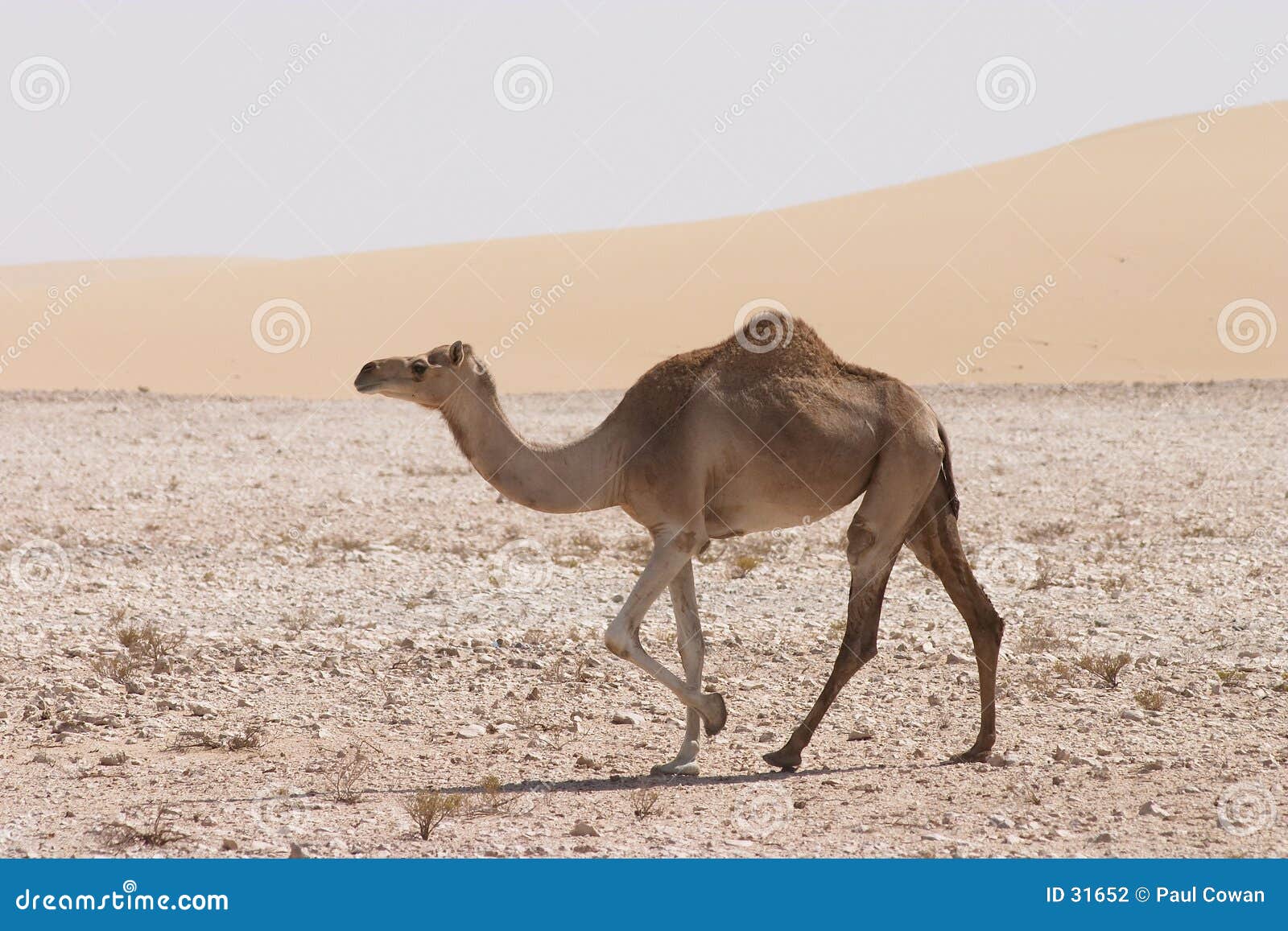 Camel in the Qatari desert stock photo. Image of qatar, dromedary - 31652