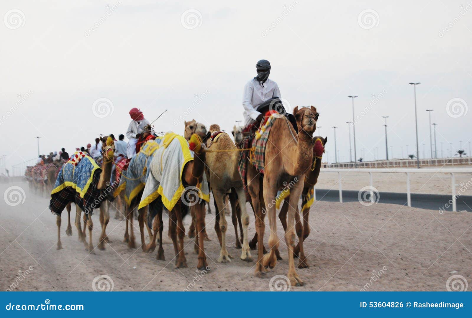 Camel race , doha, Qatar editorial photo. Image of forest - 53604826