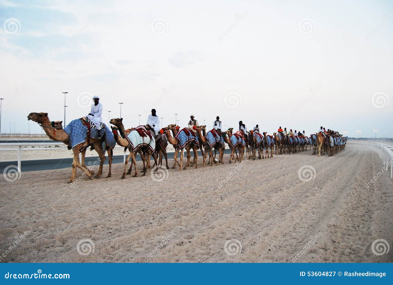 Camel race , doha, Qatar editorial photography. Image of doha - 53604827
