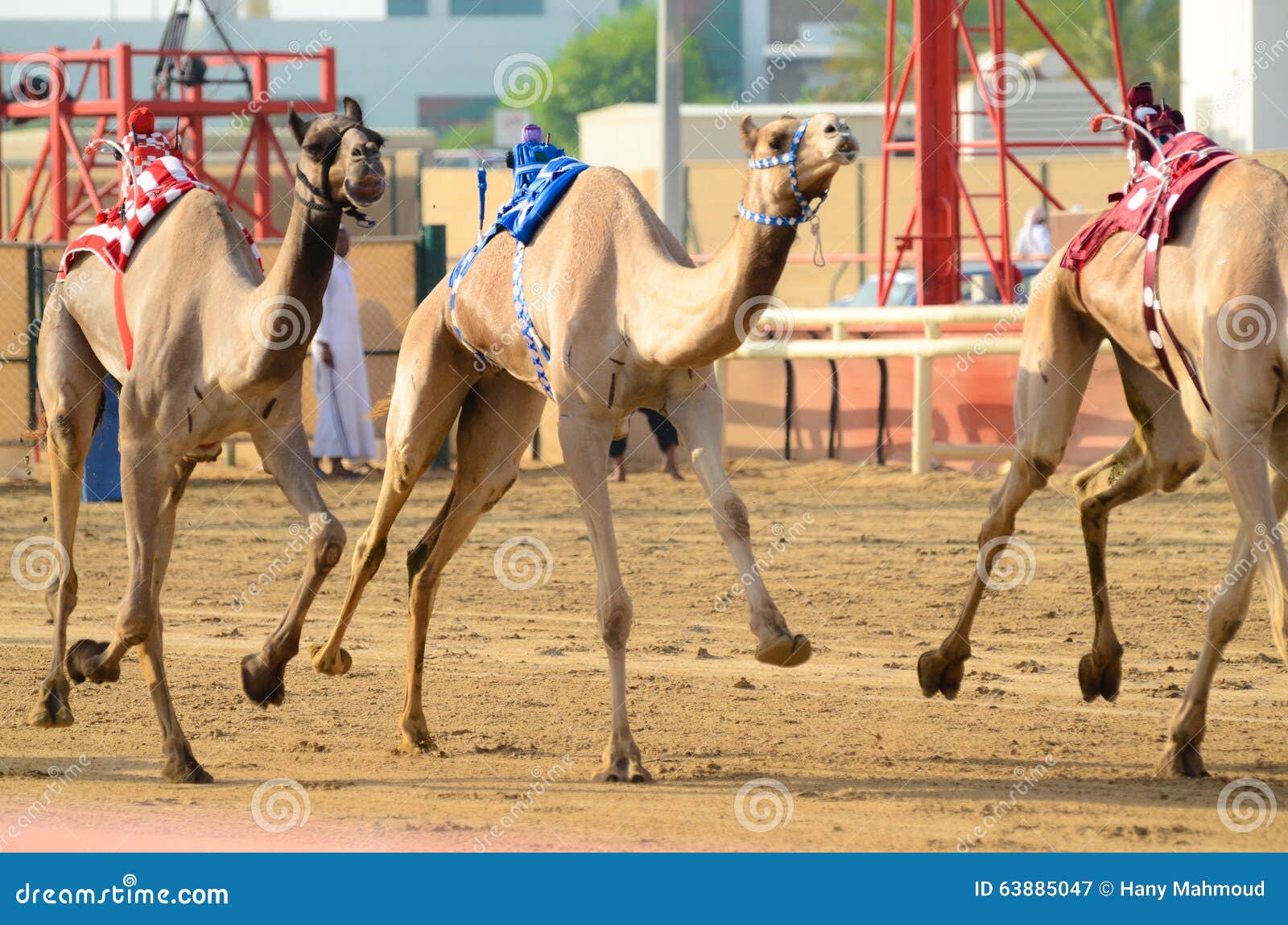 Camel Race editorial photography. Image of camel, speed - 63885047