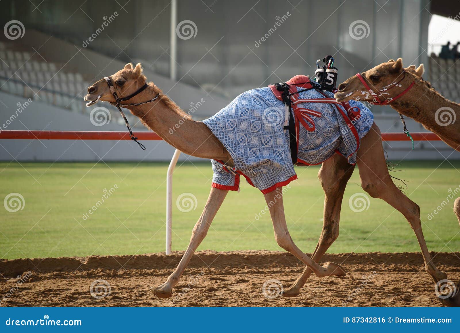 Camel race editorial photo. Image of sand, show, sunny - 87342816