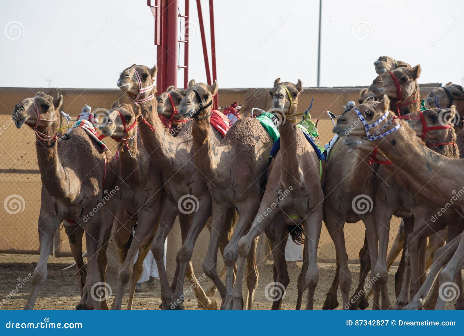 Camel race stock image. Image of camel, desert, show - 87342827