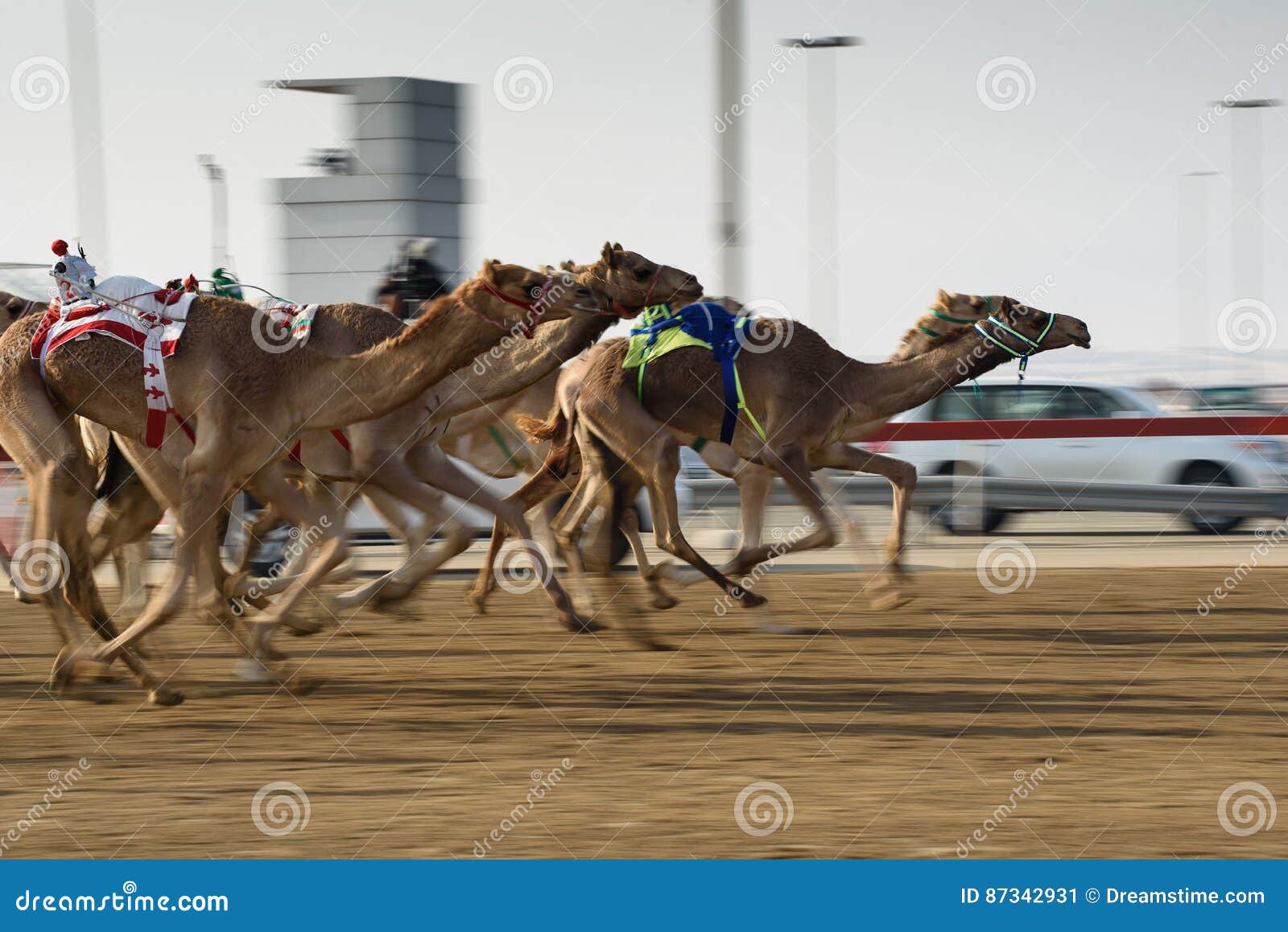 Camel race stock image. Image of competition, sunny, sport - 87342931