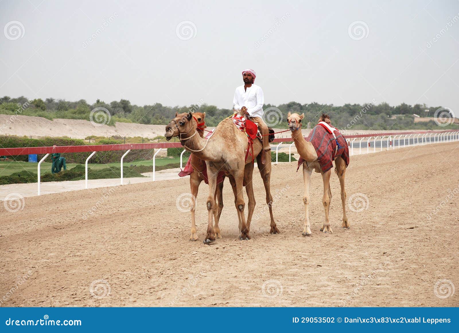 Camel racing editorial photography. Image of racetrack - 29053502
