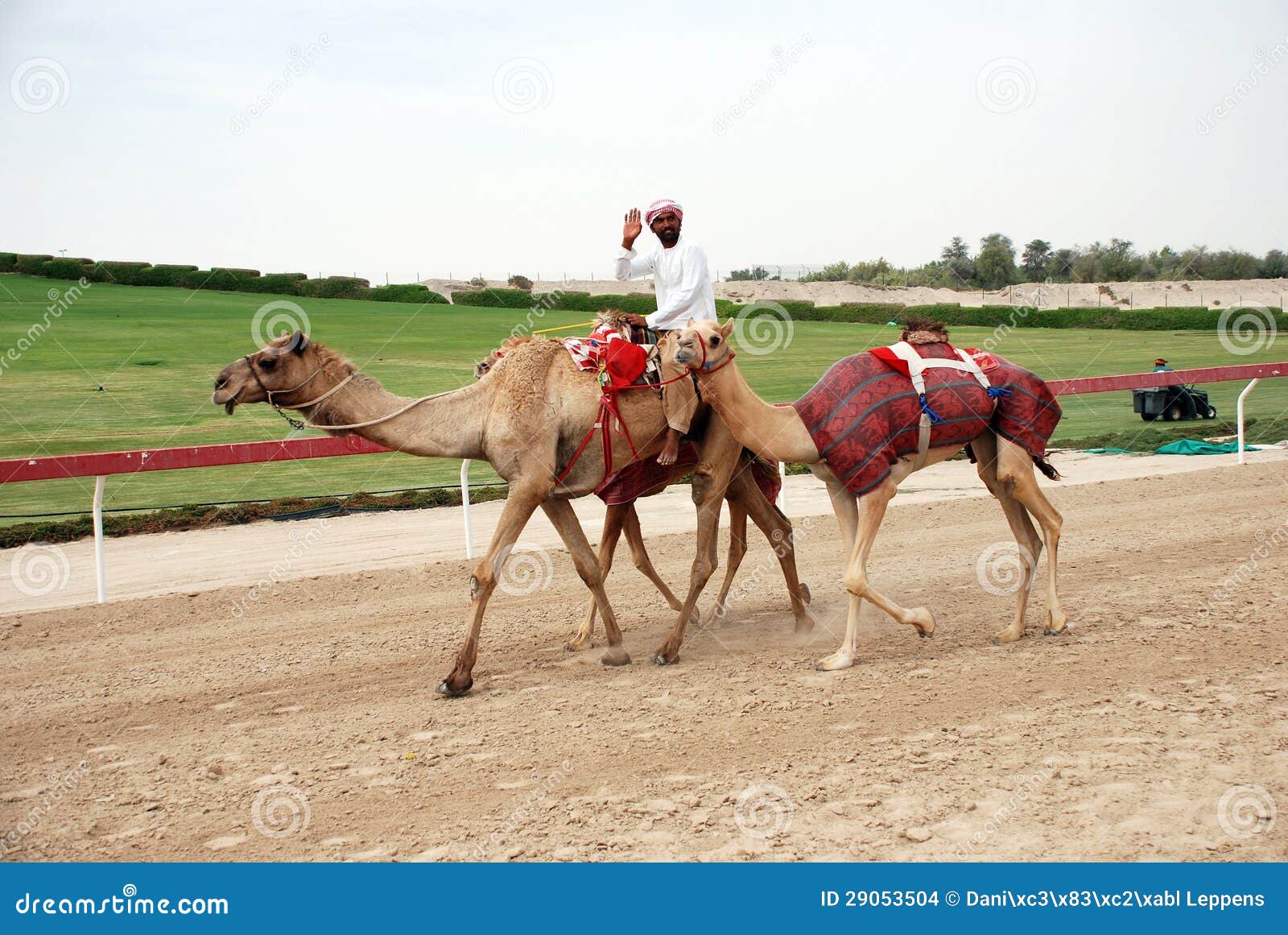 Camel racing editorial stock image. Image of dhabi, racing - 29053504