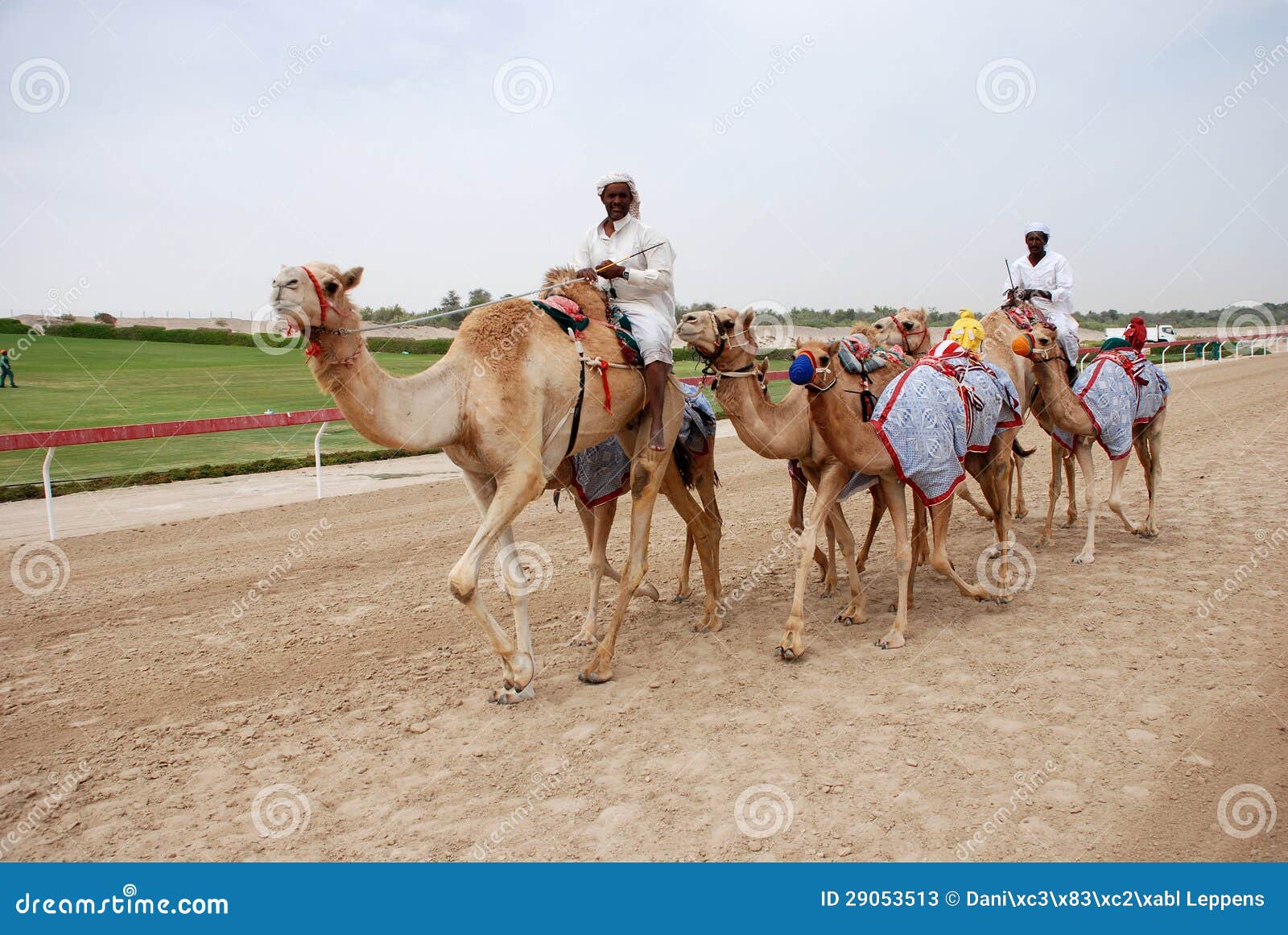 Camel racing editorial stock photo. Image of jockey, camel - 29053513