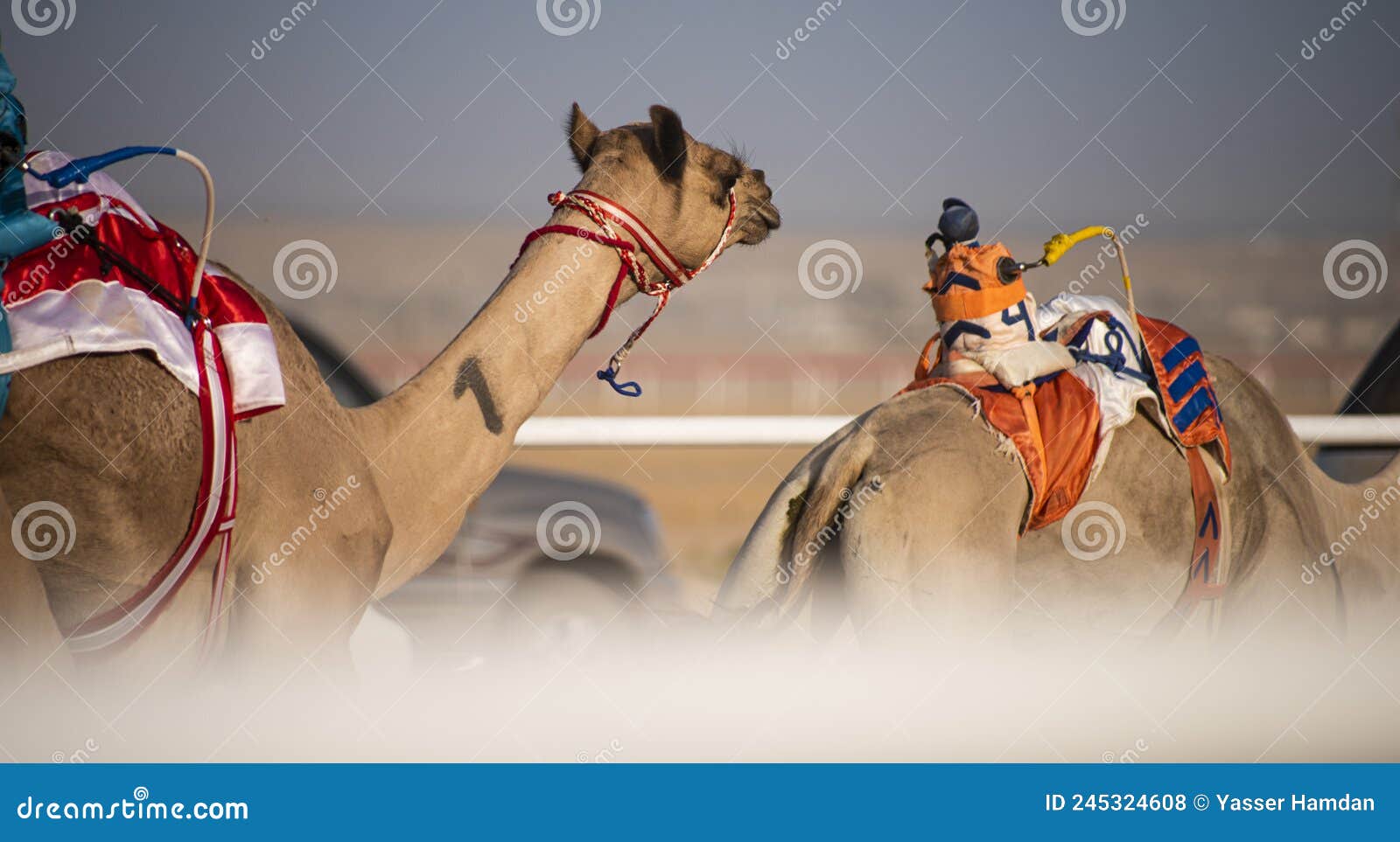 Camel Racing Challenges stock photo. Image of challenges - 245324608
