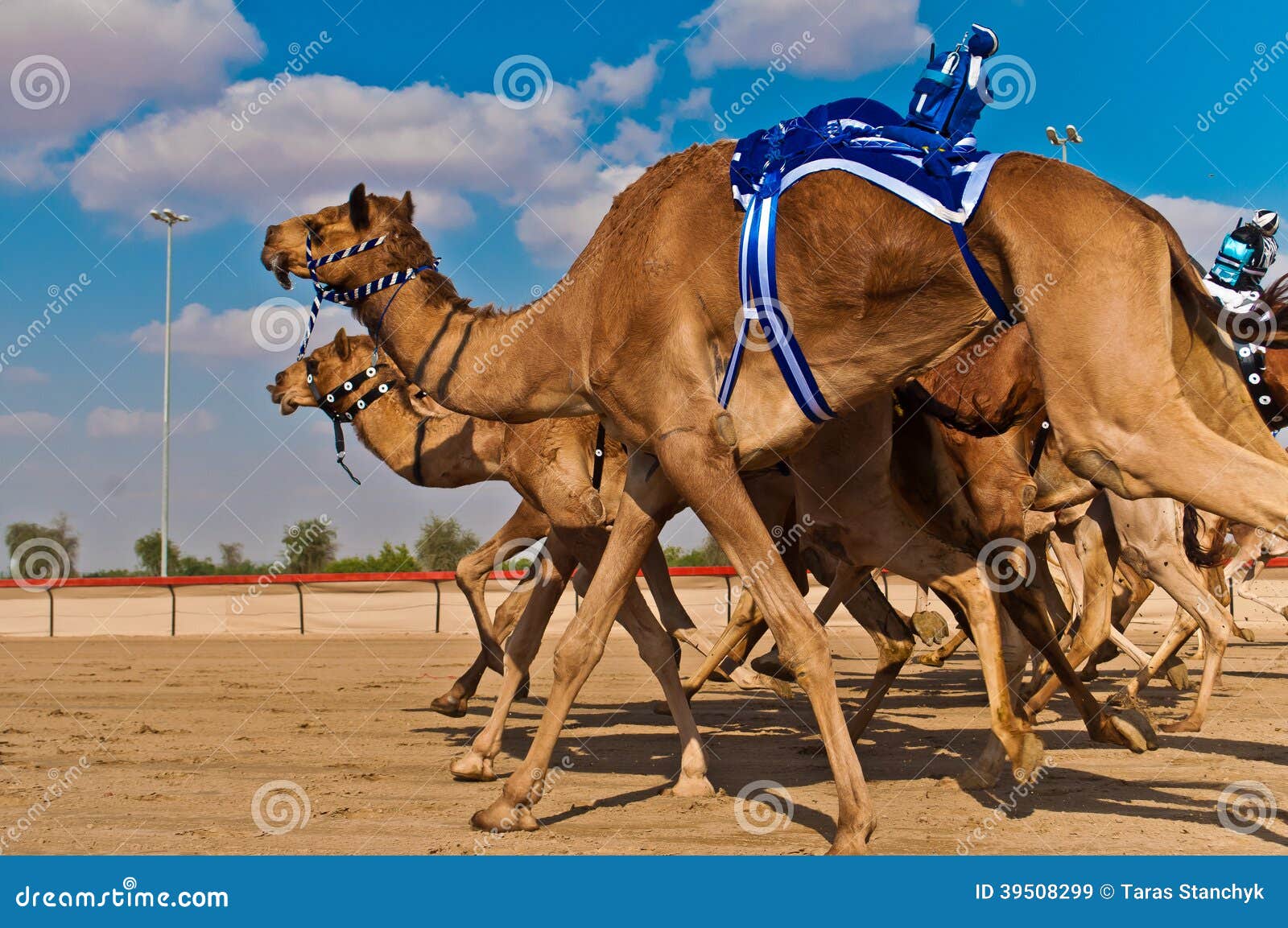 Camel racing in Dubai stock image. Image of racing, running - 39508299