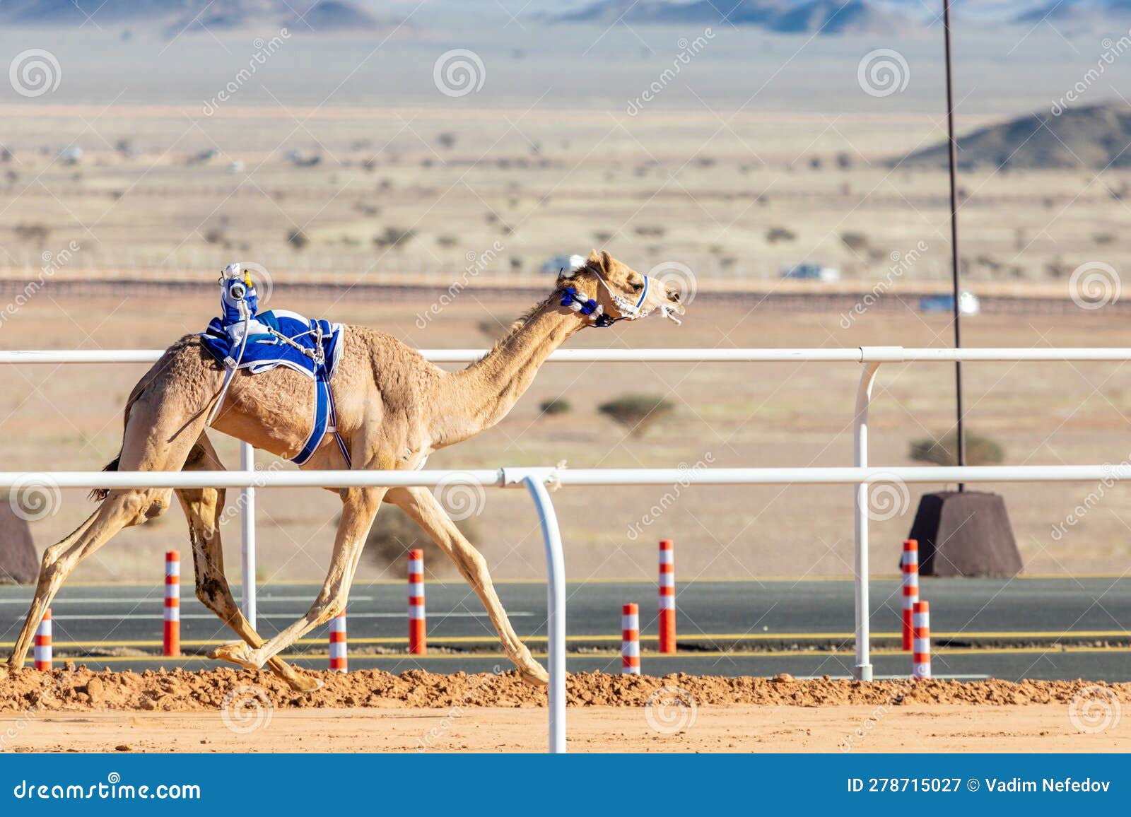 Camel Racing for the King& X27;s Cup, Al Ula, Saudi Arabia Stock Image ...