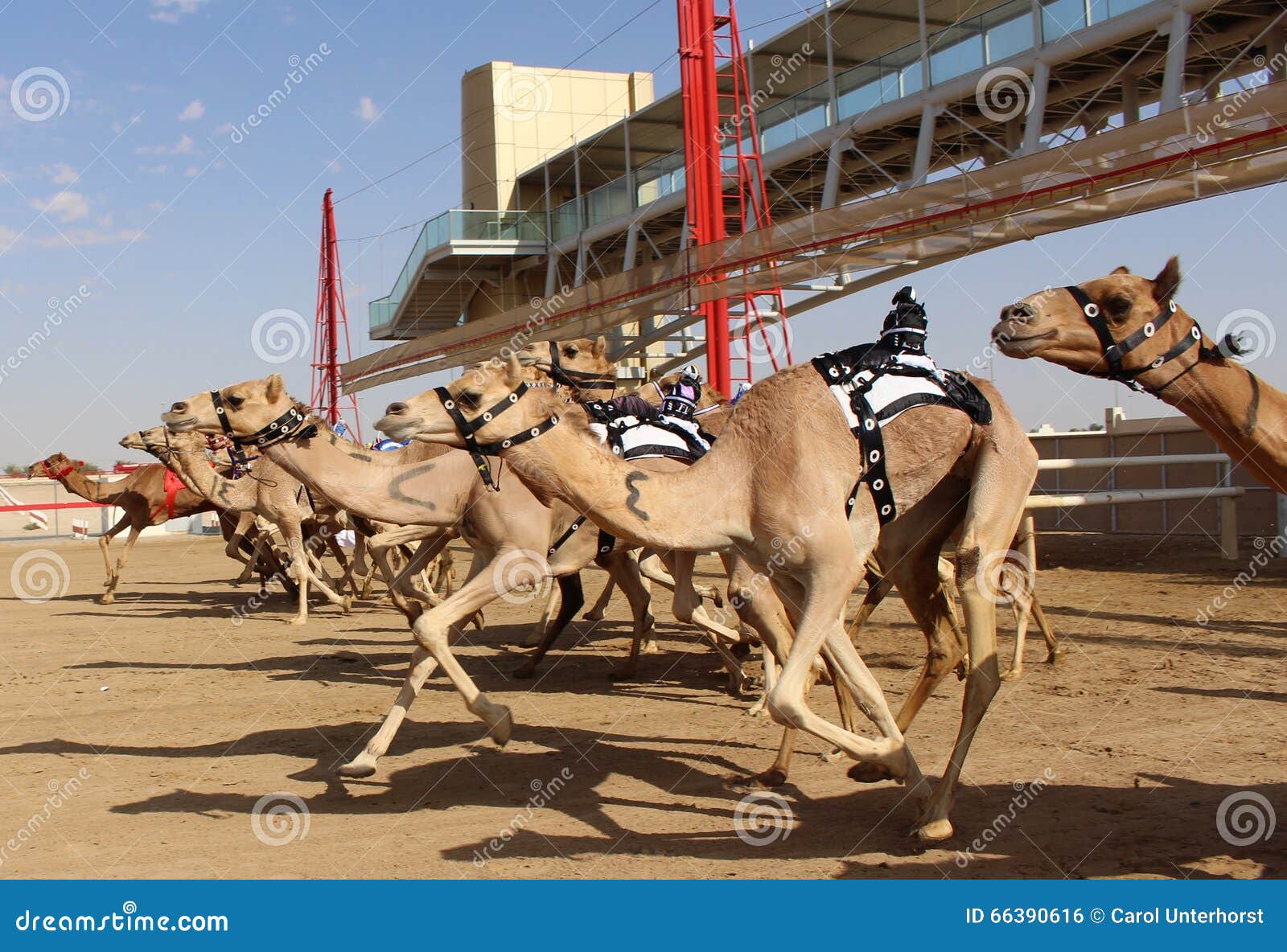 Camel Racing Start S in Dubai Stock Photo - Image of minaeture, start ...