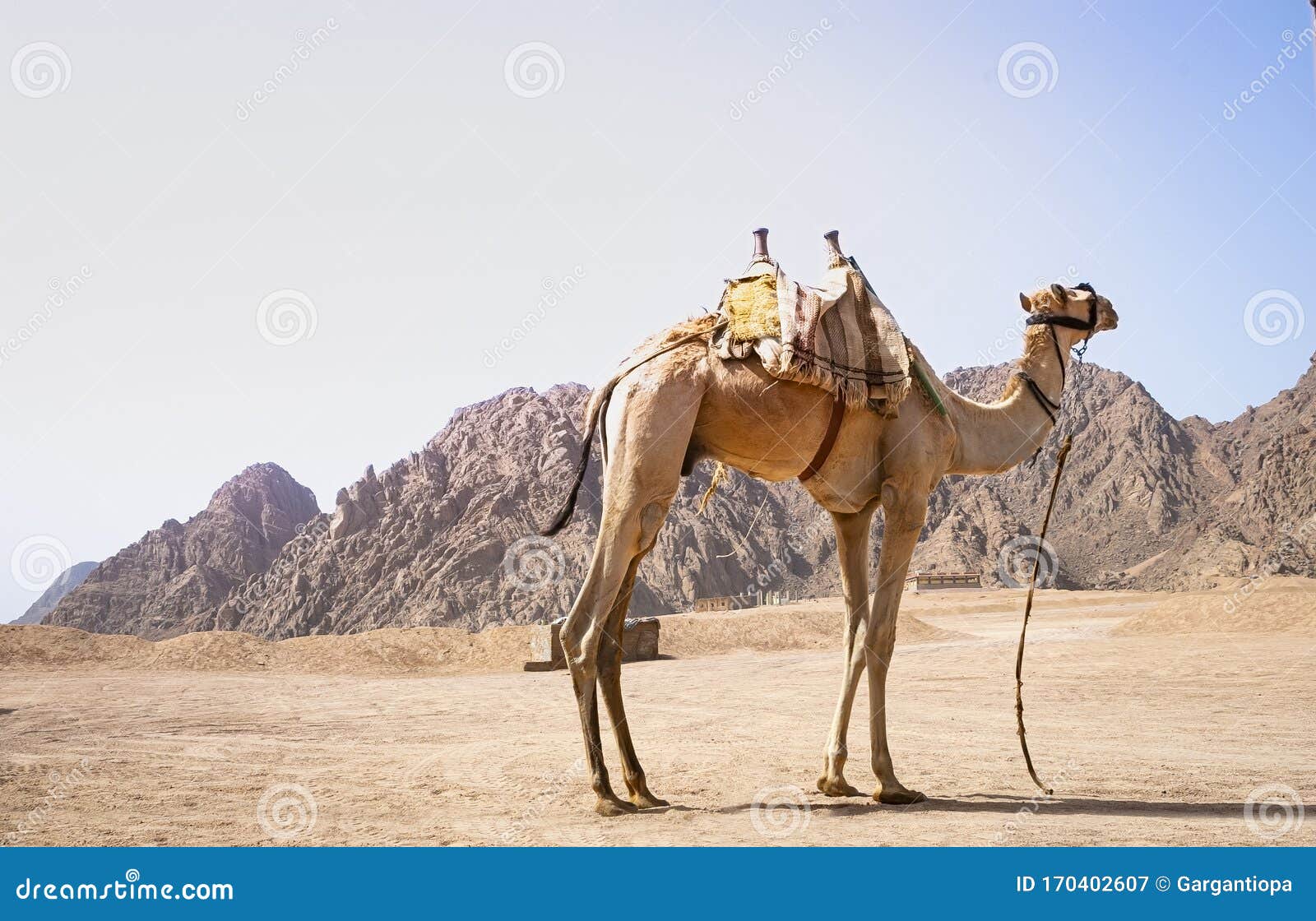 Camel in the Desert on the Sun Stock Image - Image of dune, landscape ...