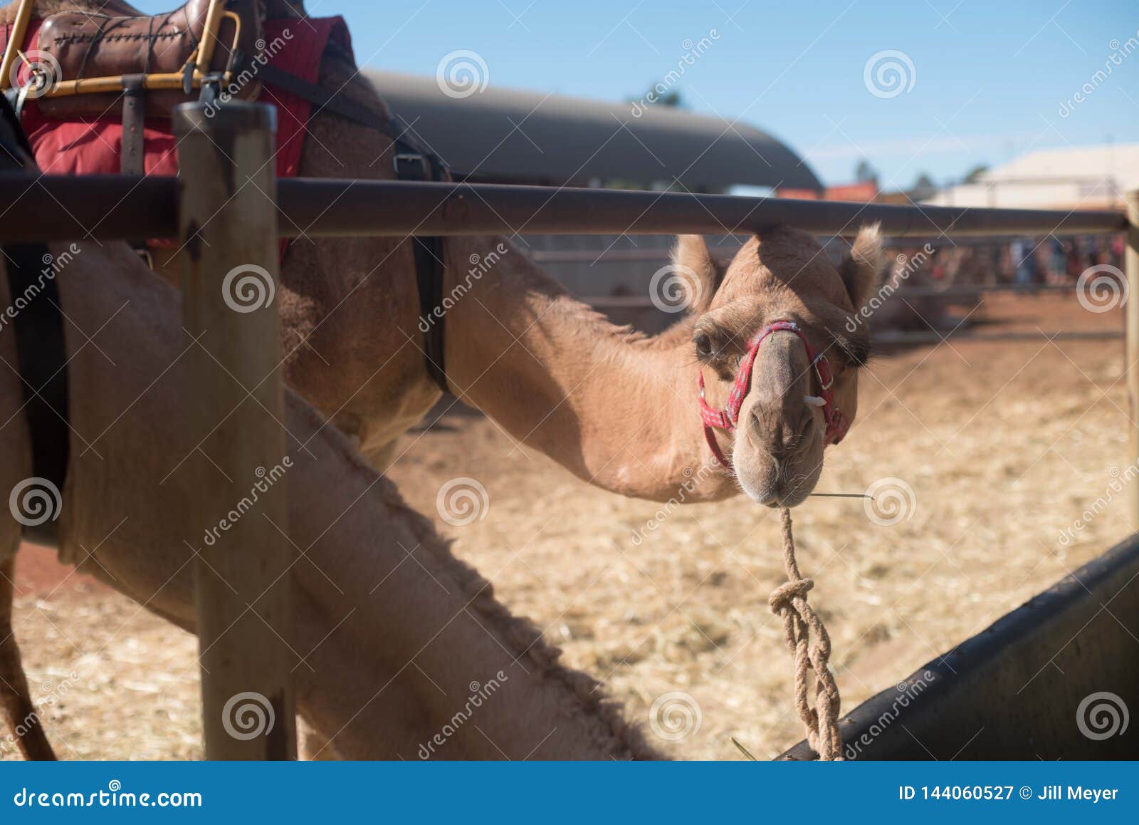 Camel in a Red Halter at Sunset Stock Image - Image of colorful ...