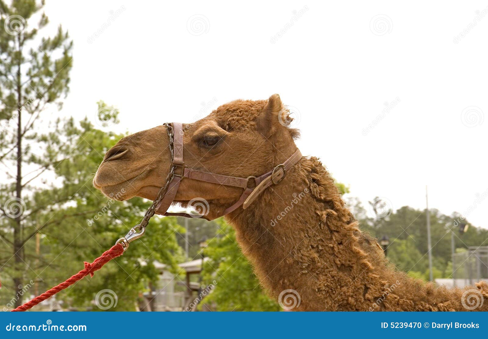 Camel on Red Rope stock photo. Image of mammal, thirsty - 5239470