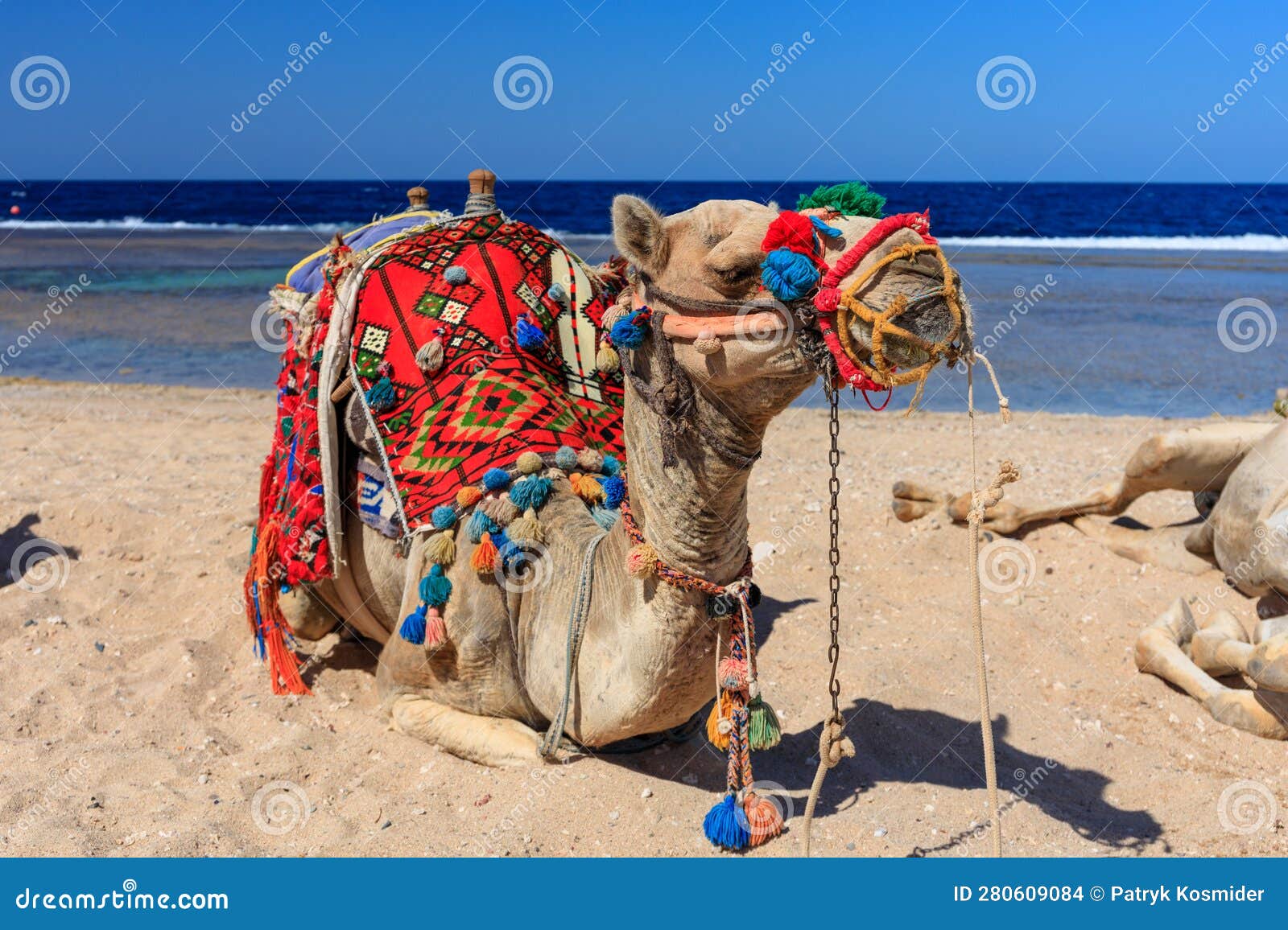 Camel on the Red Sea Beach in Marsa Alam, Egypt Stock Photo - Image of ...