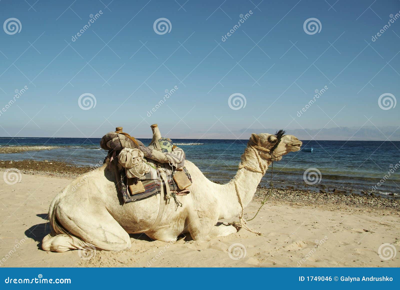 Camel on the Red Sea Coastlines Stock Photo - Image of beach, egyptian ...