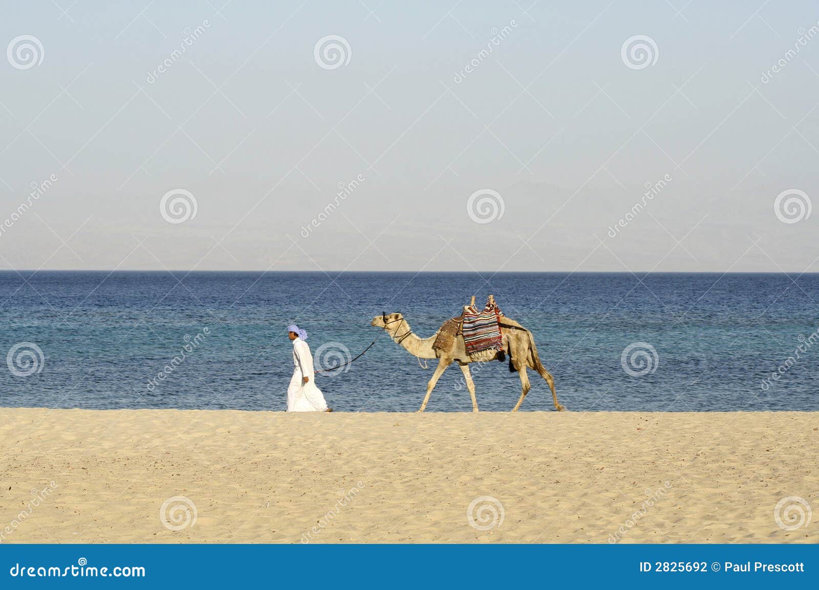 Camel In The Red Sea Region Picture. Image: 2825692