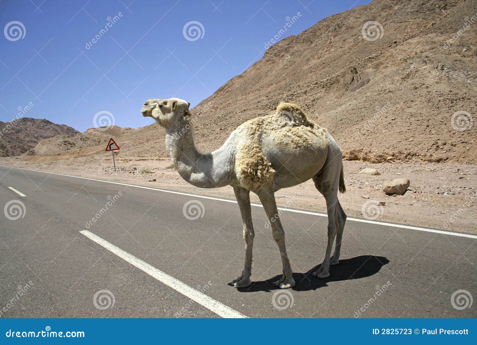 Camel in the Red Sea Region Stock Image - Image of rump, arabe: 2825723