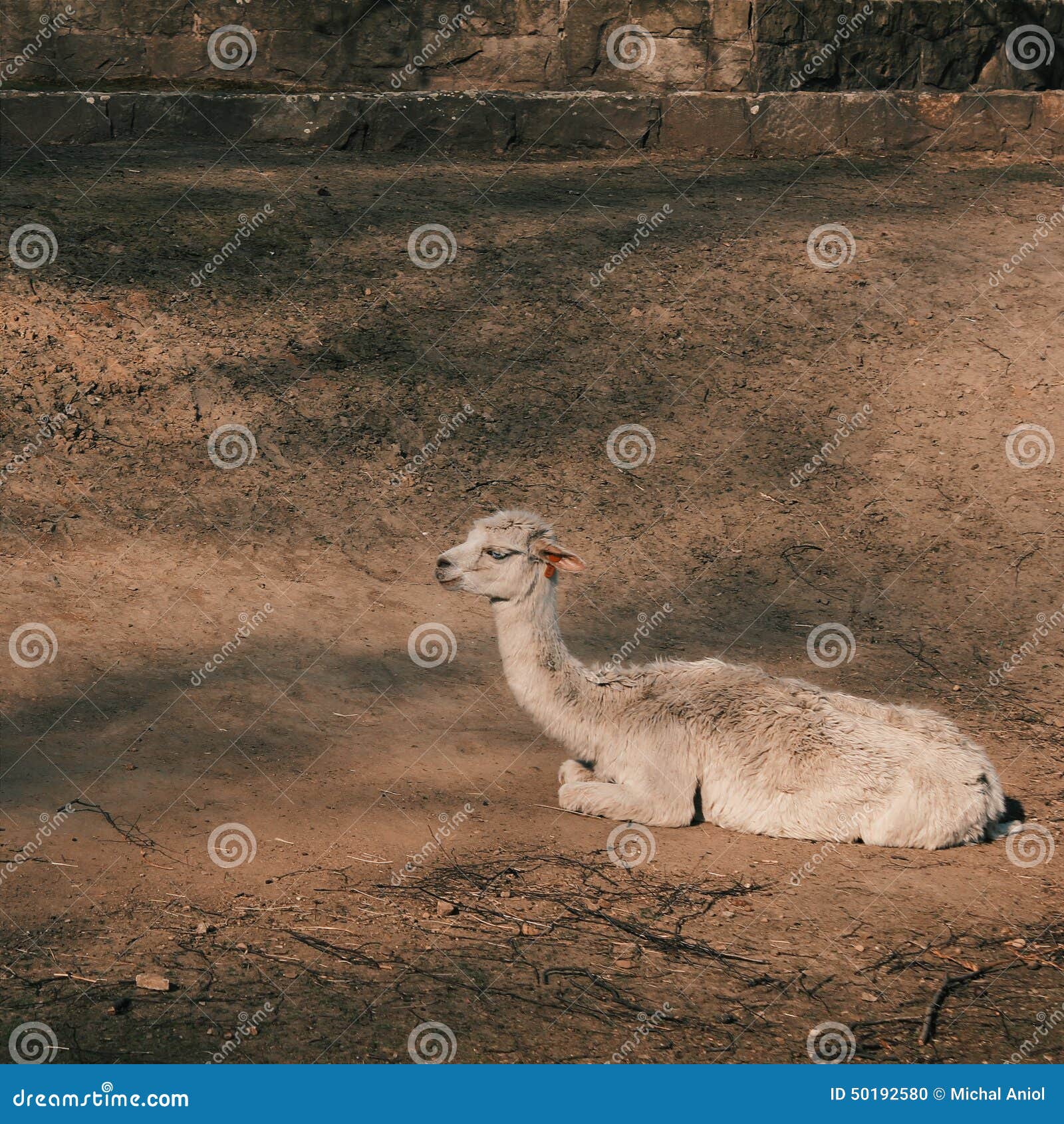 Camel relax stock photo. Image of time, relaxing, natural - 50192580