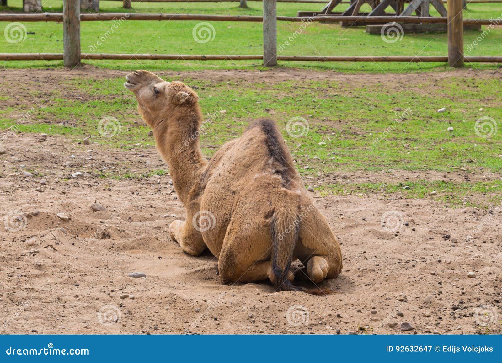 Camel Relax in Spring Sunshine Day. Stock Image - Image of arabia ...