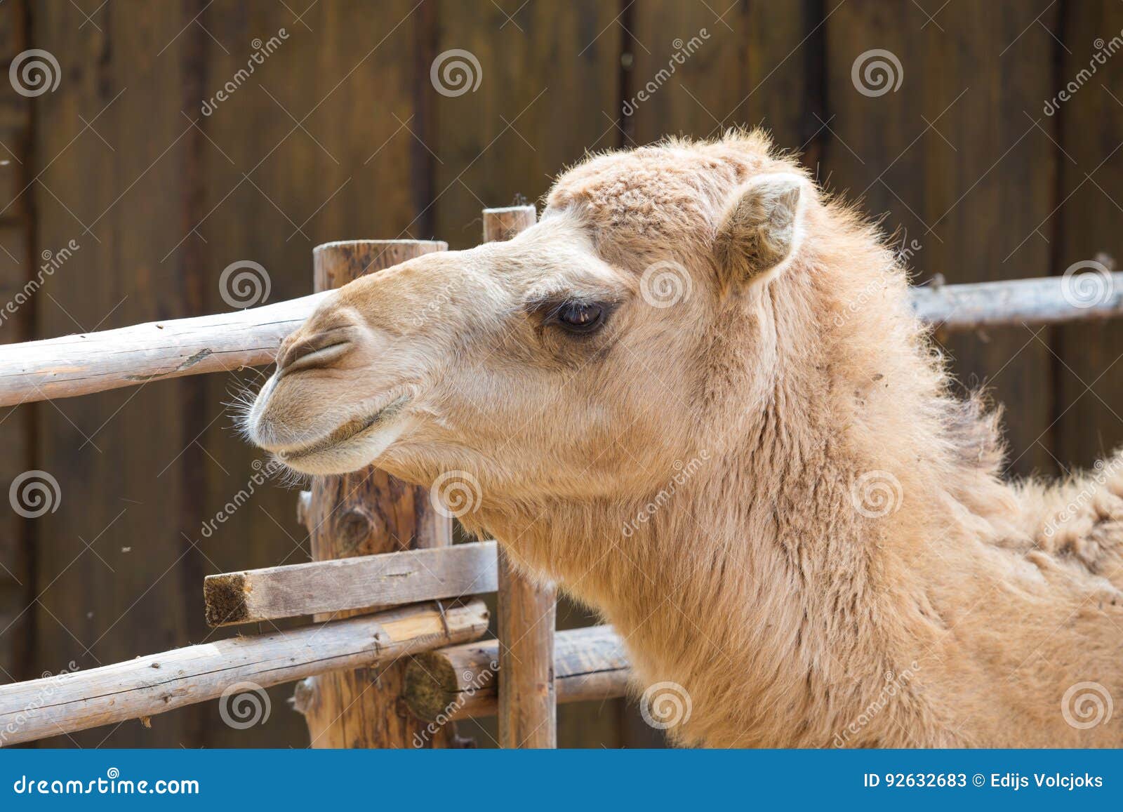 Camel Relax in Spring Sunshine Day. Stock Image - Image of america ...