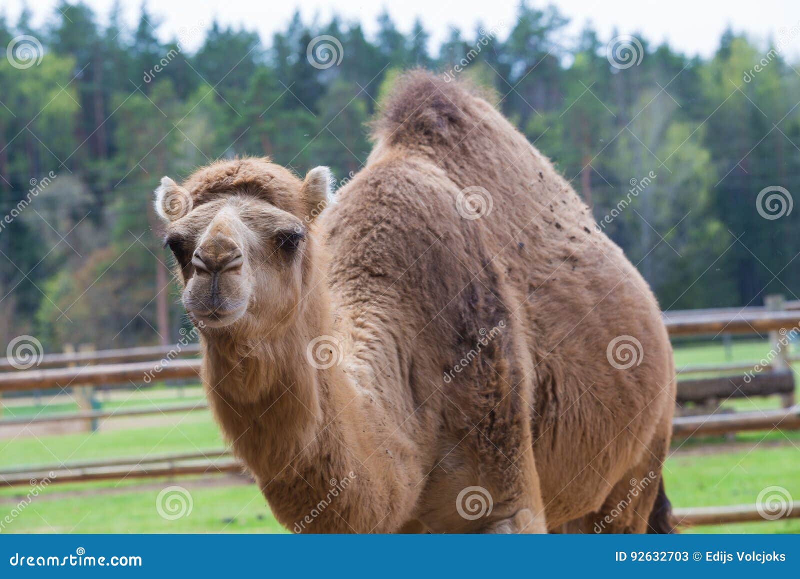 Camel Relax in Spring Sunshine Day. Stock Image - Image of arabian ...