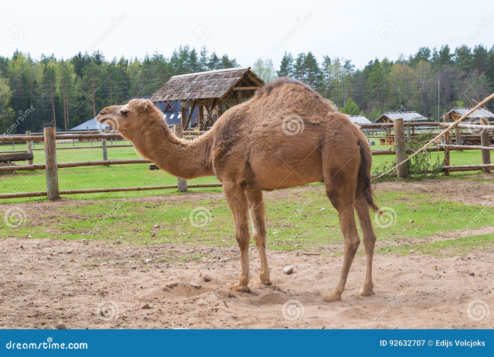 Camel Relax in Spring Sunshine Day. Stock Image - Image of morocco ...