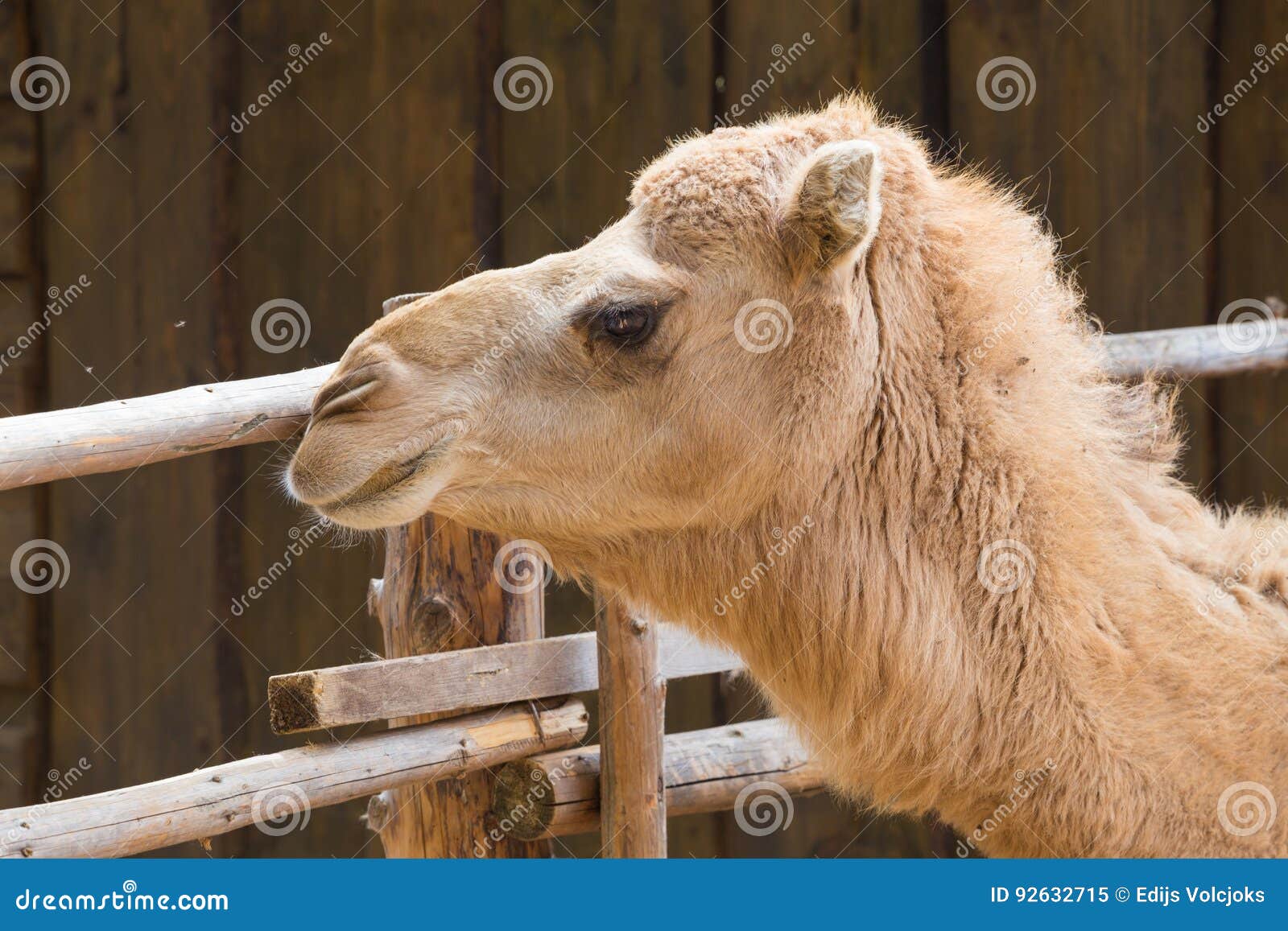 Camel Relax in Spring Sunshine Day. Stock Image - Image of latvia ...