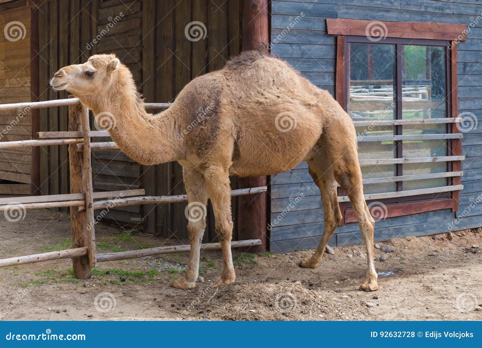 Camel Relax in Spring Sunshine Day. Stock Photo - Image of farm, dubai ...