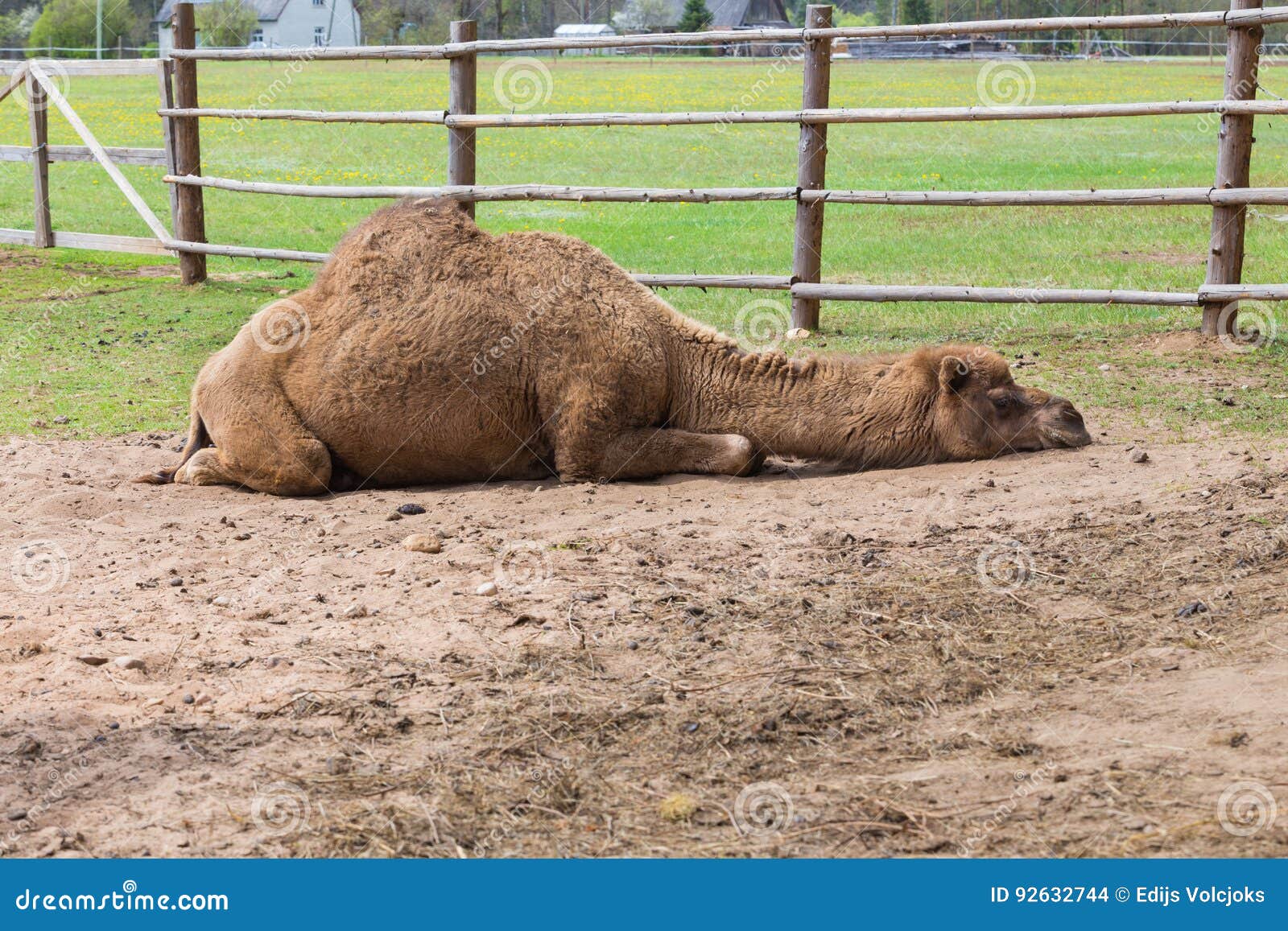 Camel Relax in Spring Sunshine Day. Stock Photo - Image of africa ...