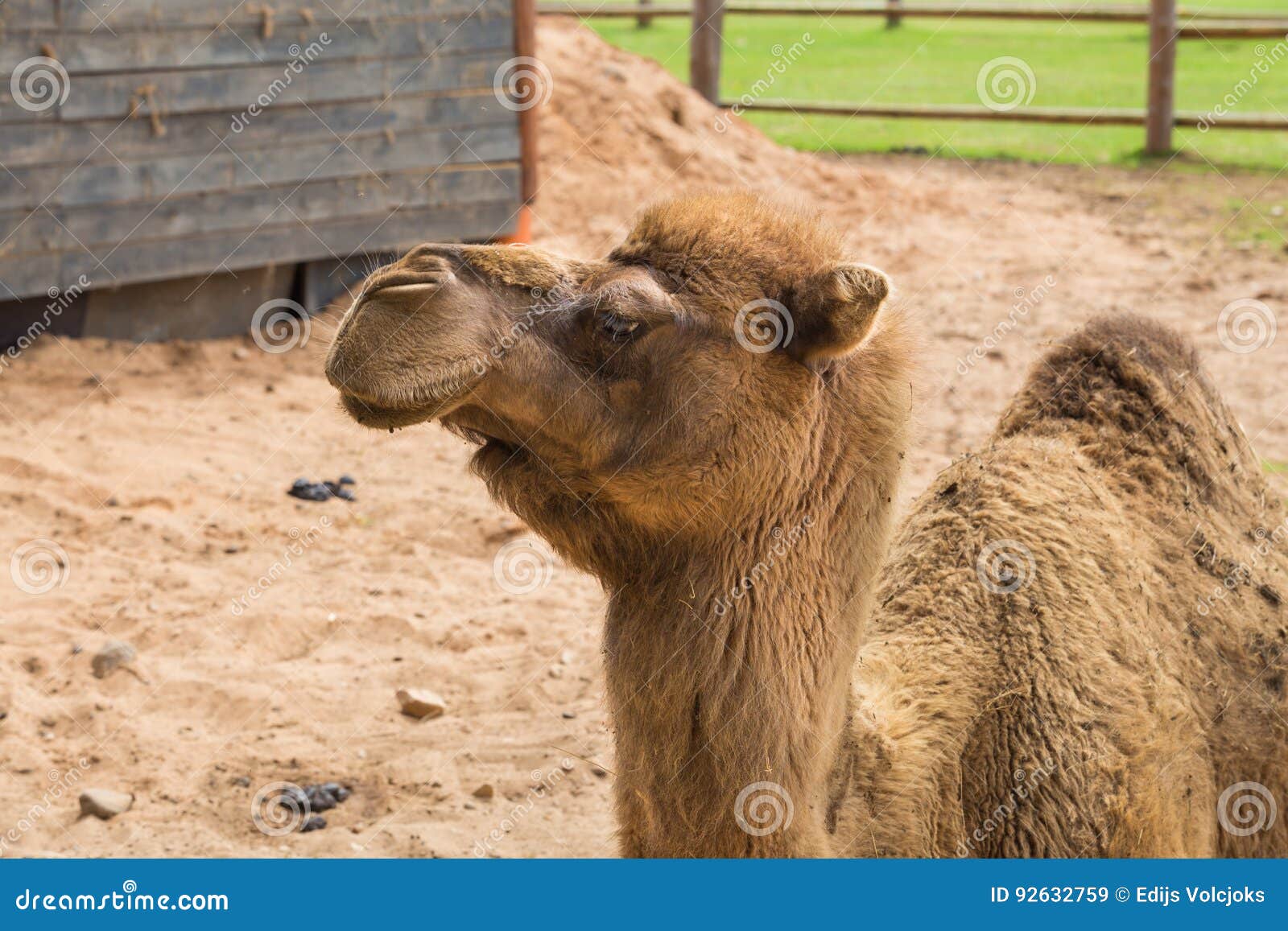 Camel Relax in Spring Sunshine Day. Stock Image - Image of grass, curly ...