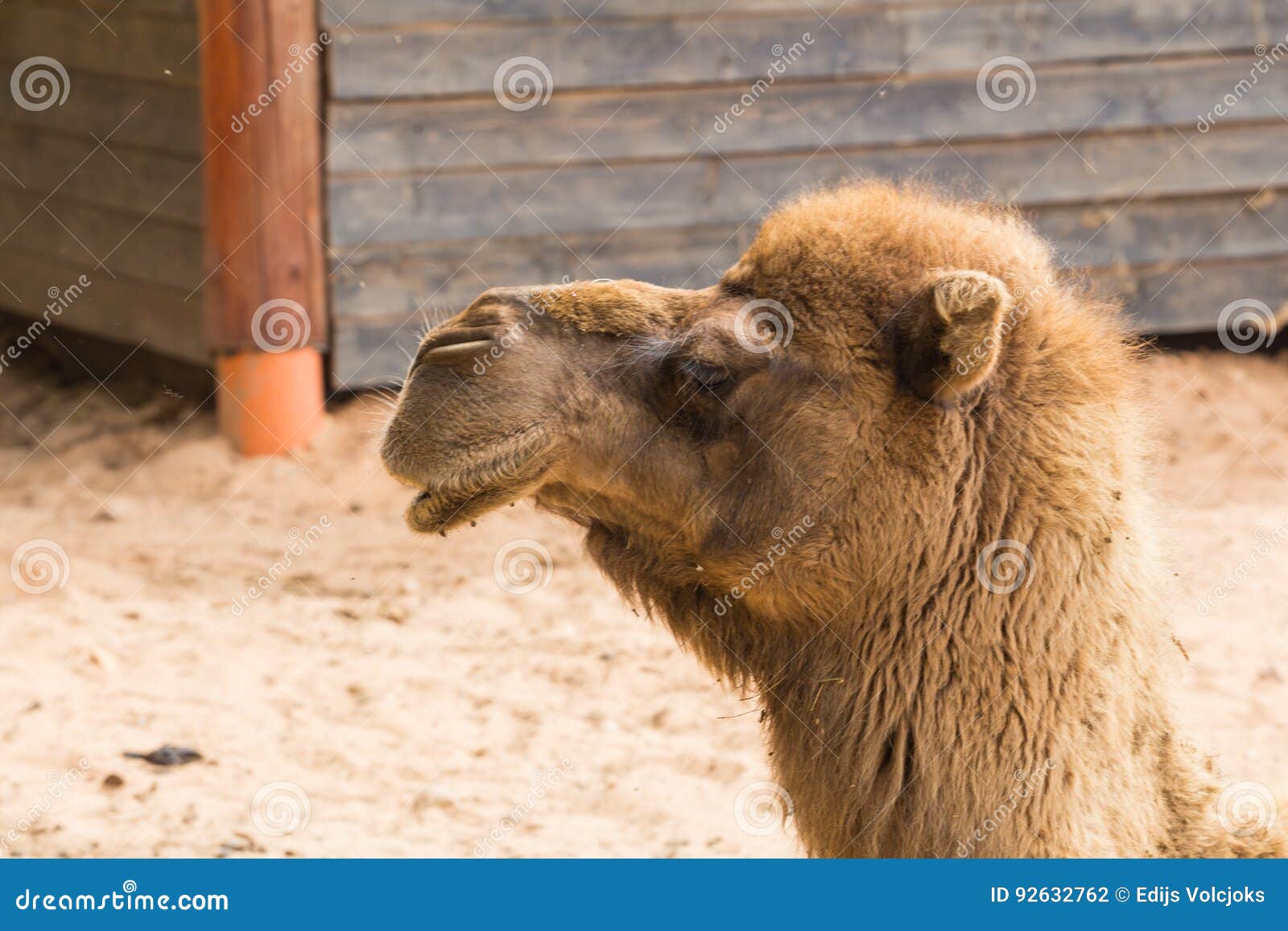 Camel Relax in Spring Sunshine Day. Stock Photo - Image of head, face ...