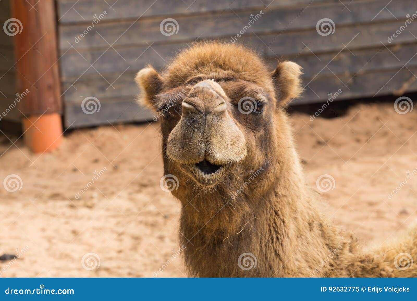 Camel Relax in Spring Sunshine Day. Stock Image - Image of desert ...