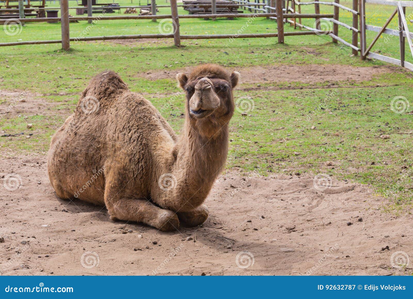 Camel Relax in Spring Sunshine Day. Stock Image - Image of brown ...