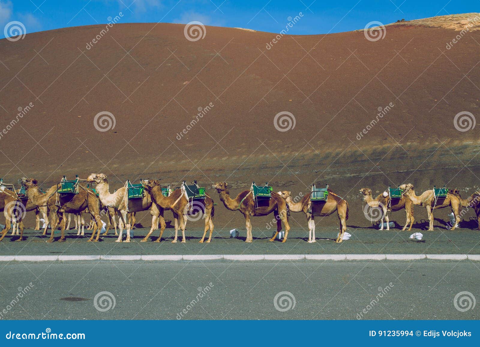Camel Relax in Summer Sunshine Day . Spain, Lanzarote Editorial Stock ...