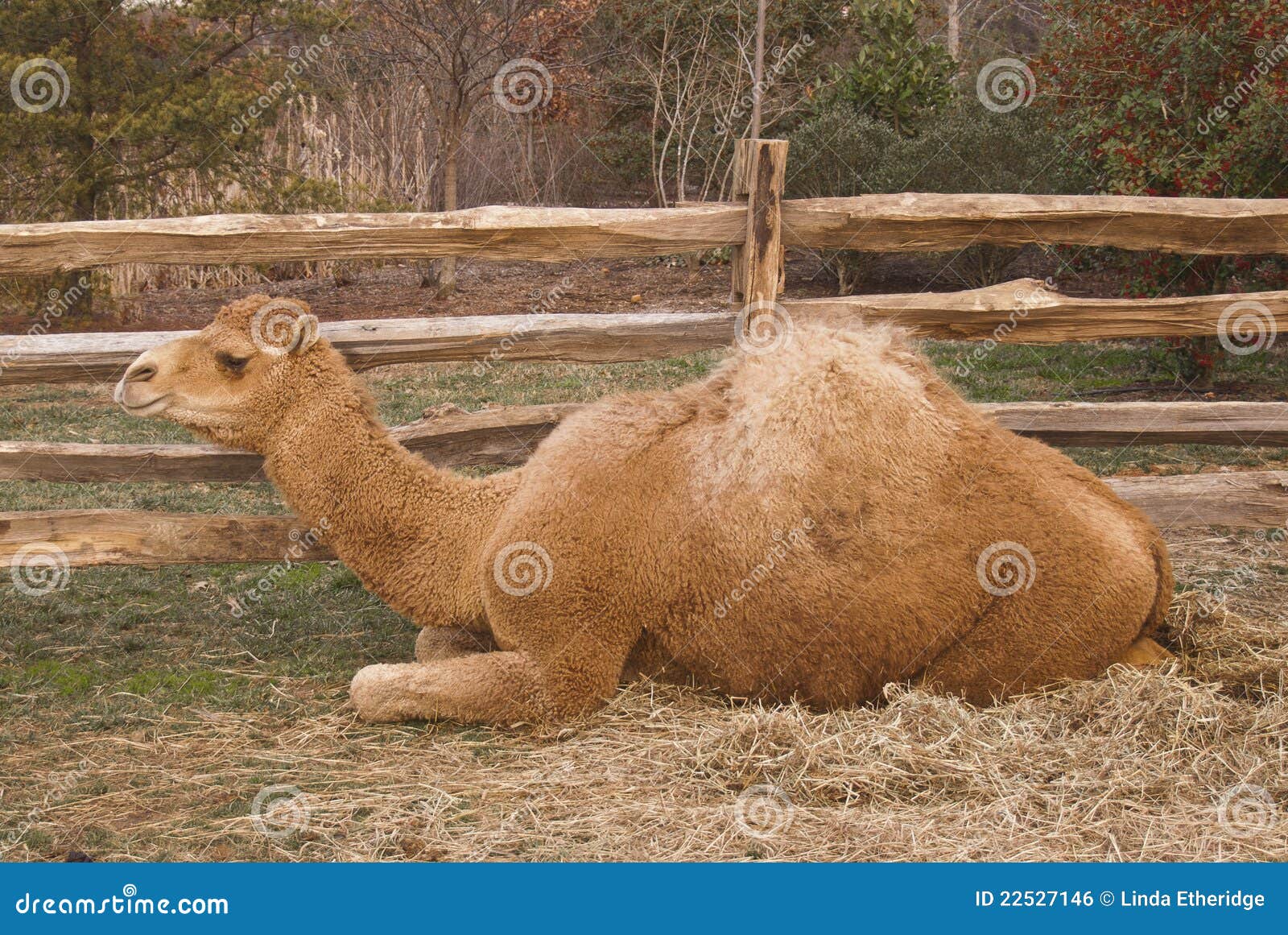 Camel at Rest stock photo. Image of exotic, attraction - 22527146